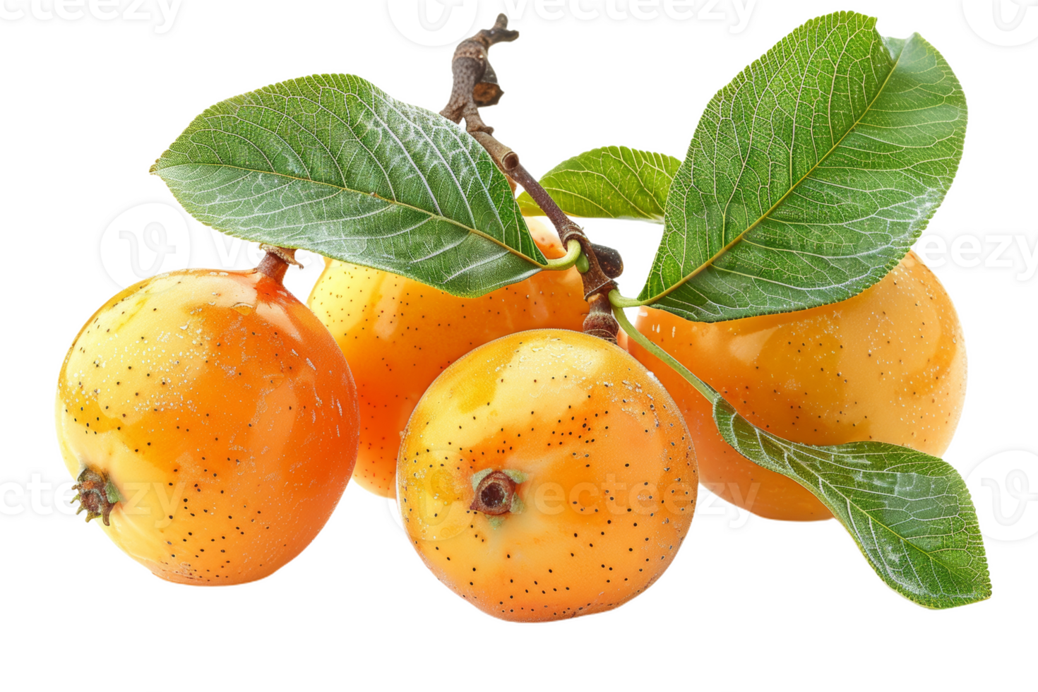 Fresh Loquat Fruit With Green Leaves 48052494 Png