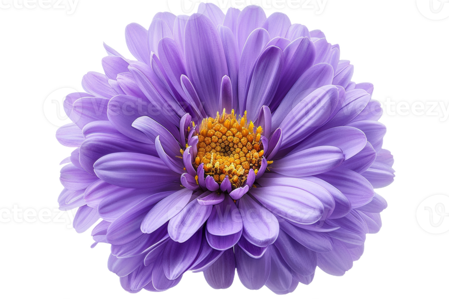 Purple Aster Flower 48052531 Png