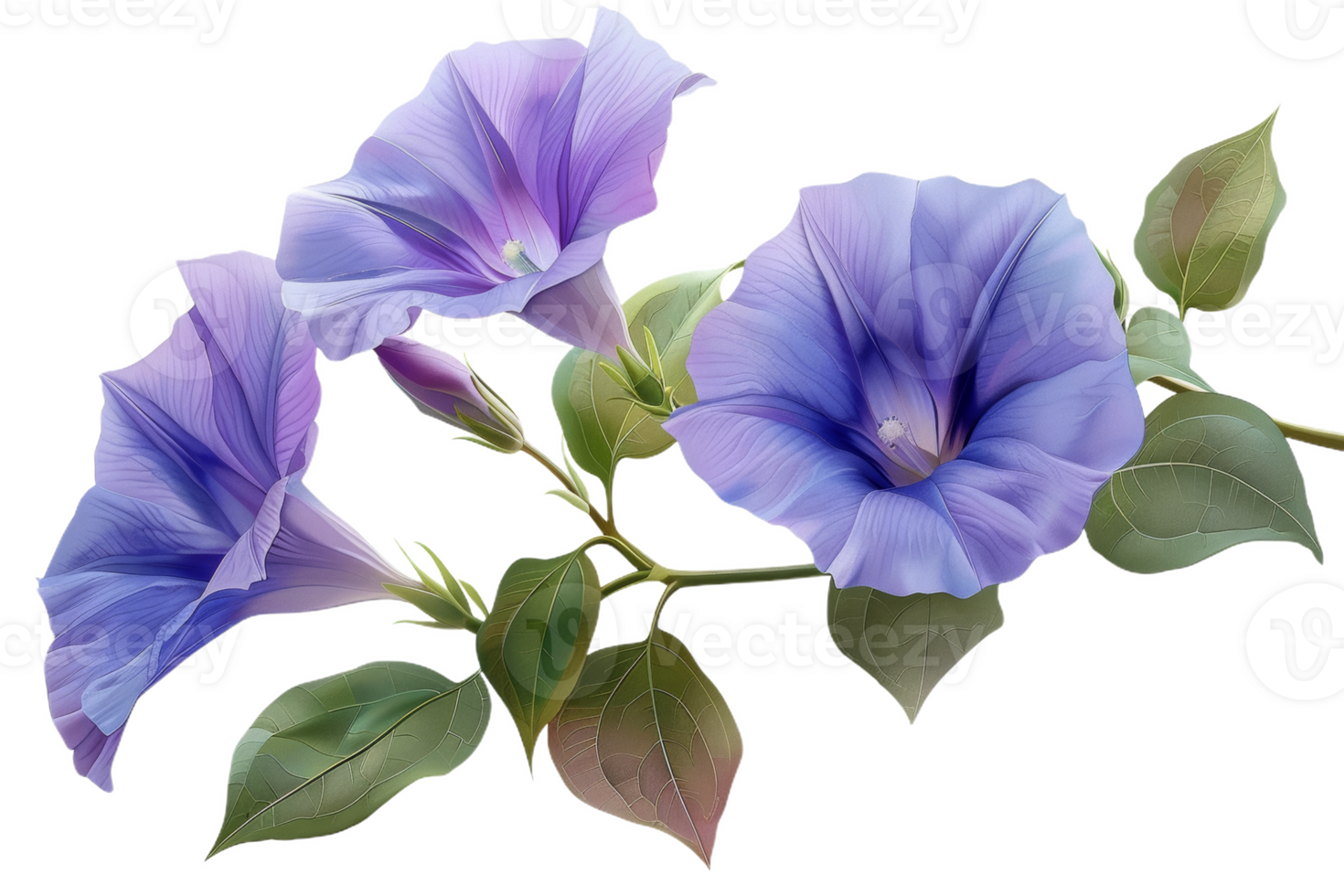 Purple Morning Glory Flowers 48052542 Png