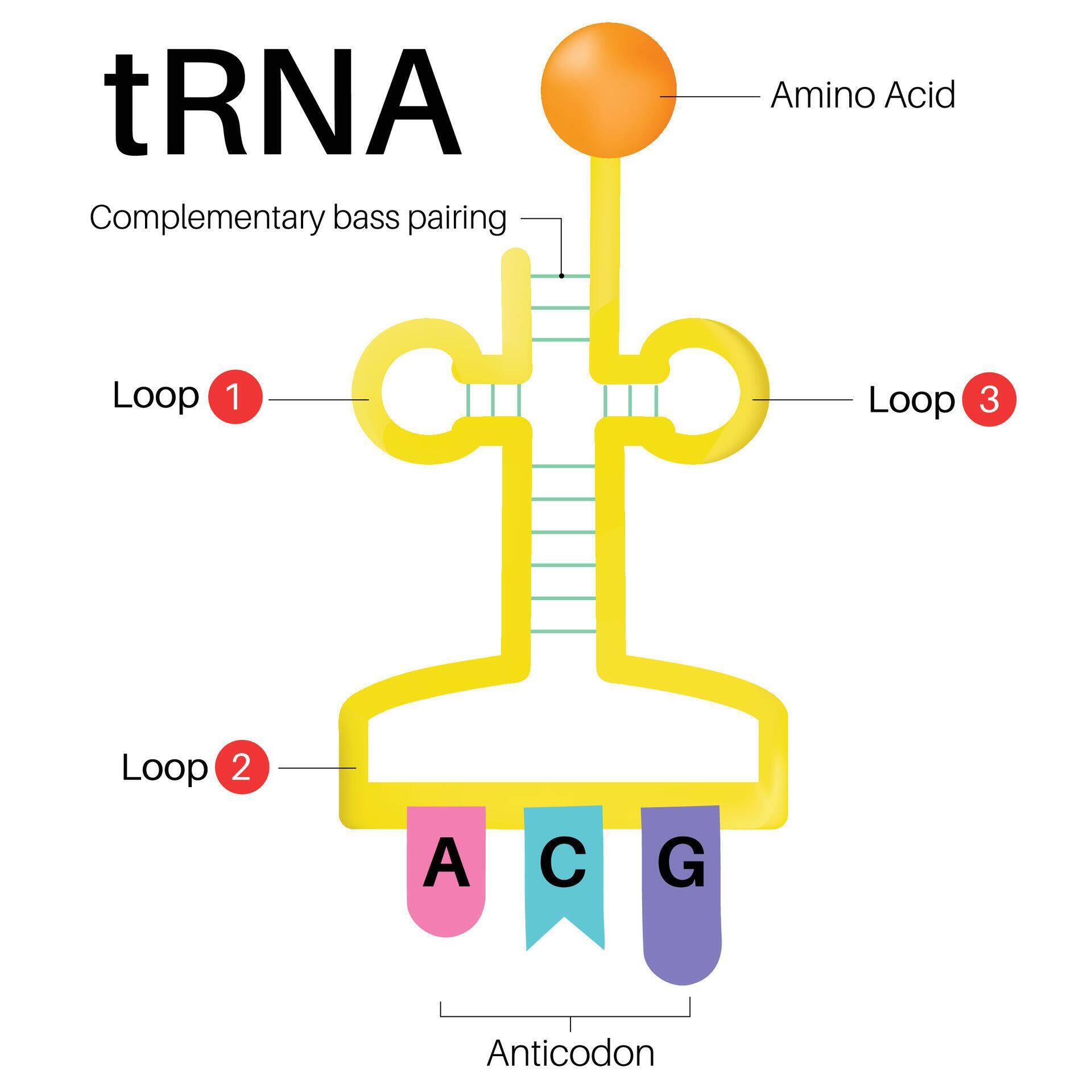 Structure of tRNA diagram. 48074101 Vector Art at Vecteezy