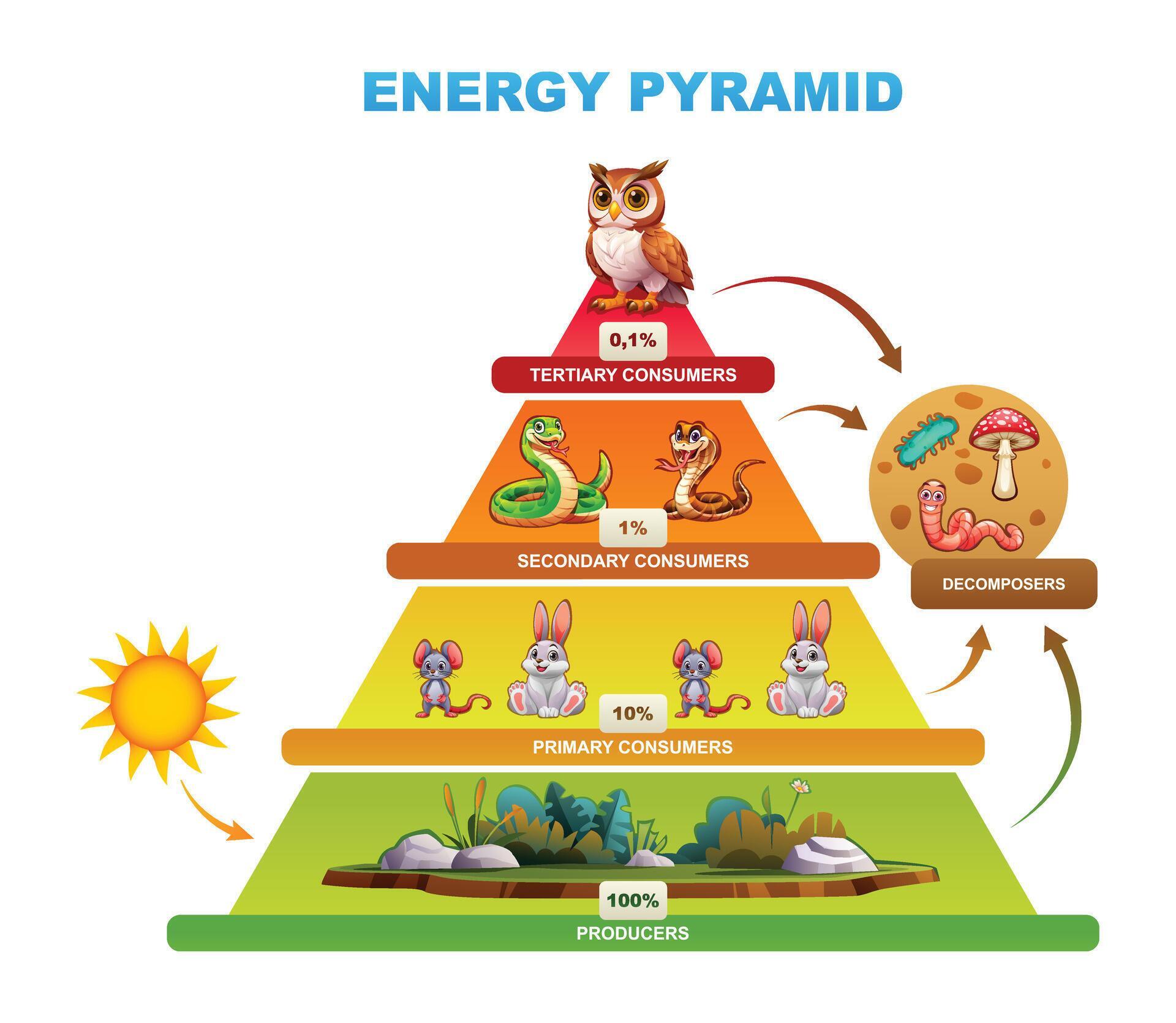 Energy pyramid diagram showing energy transfer among trophic levels ...
