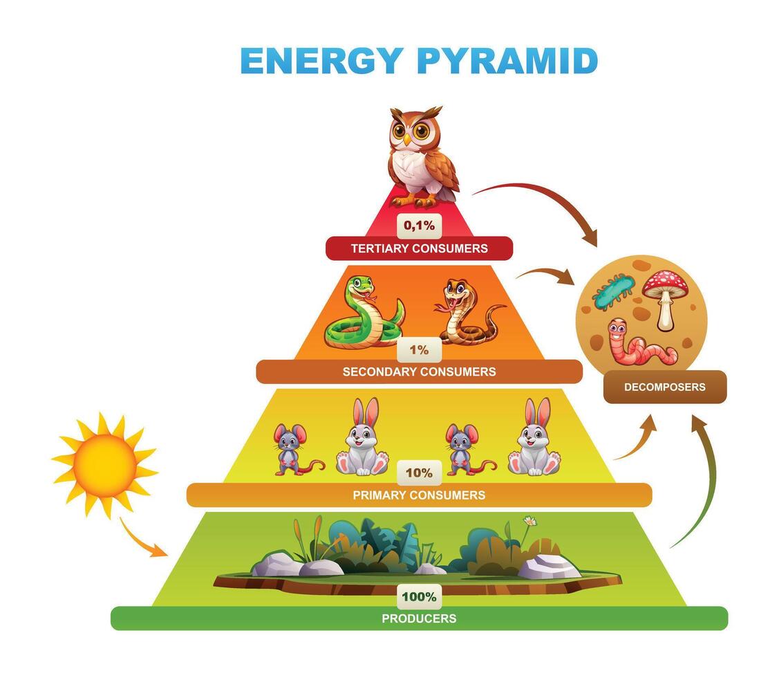 Energy pyramid diagram showing energy transfer among trophic levels ... Energy pyramid diagram showing energy transfer among trophic levels ...