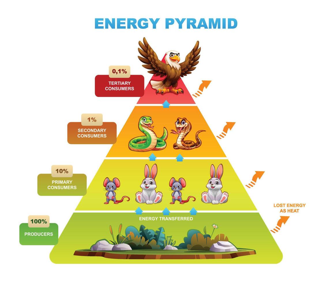 Energy pyramid representation highlighting energy transfer between ... Energy pyramid representation highlighting energy transfer between ...
