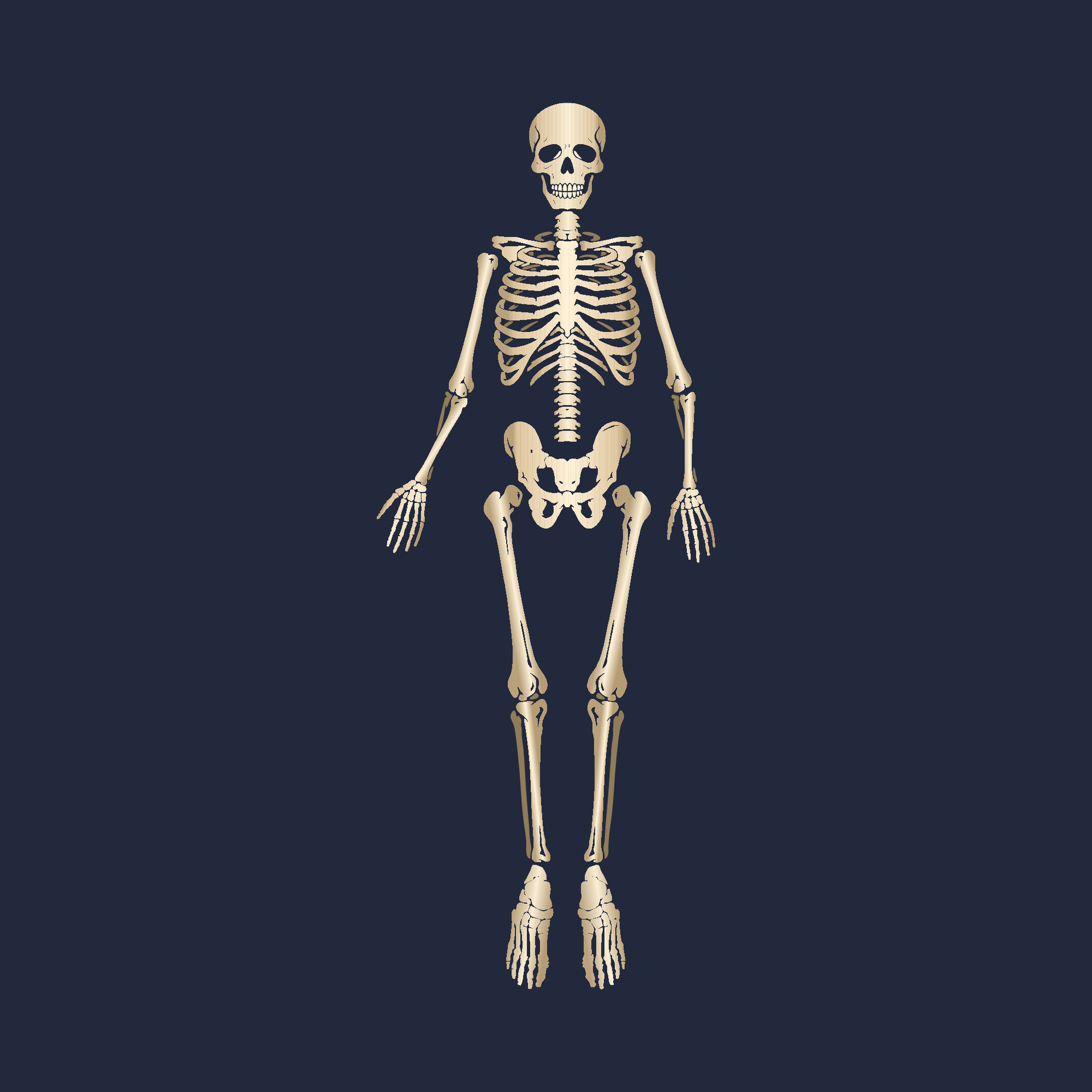 The human skeleton. Front view. Anatomy illustration isolated 48110886 ...
