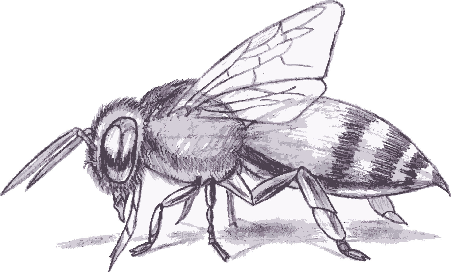 sketch of a honey bee using a pencil 48118270 Vector Art at Vecteezy