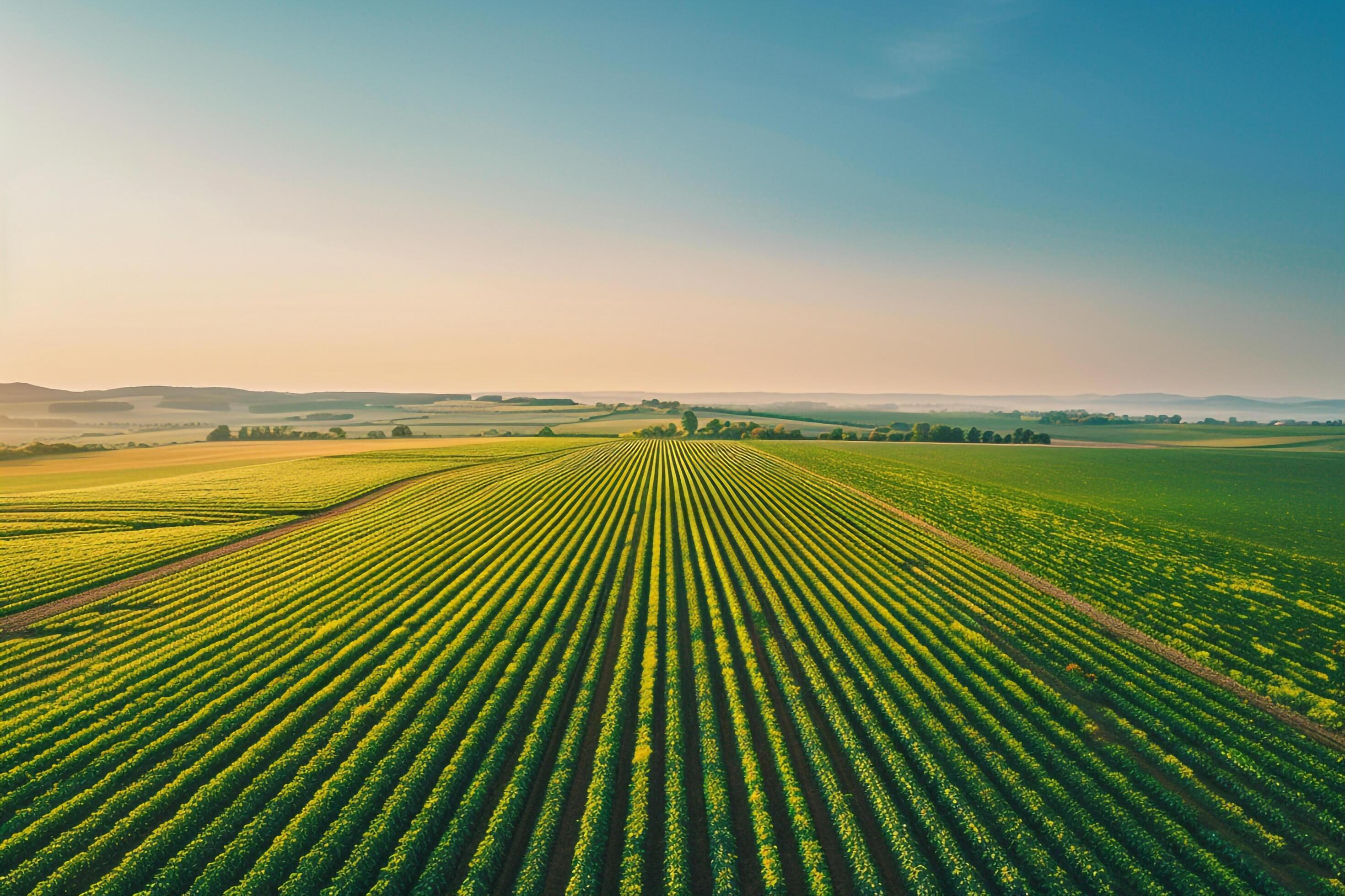 An aerial view of a green field with rows of crops background 48146267 ...