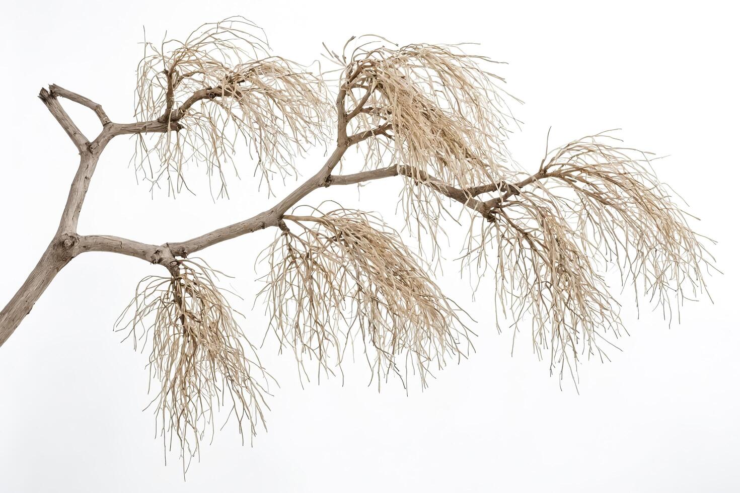 Dry Tree Branch Isolated on White Background 48155070 Stock Photo at Vecteezy