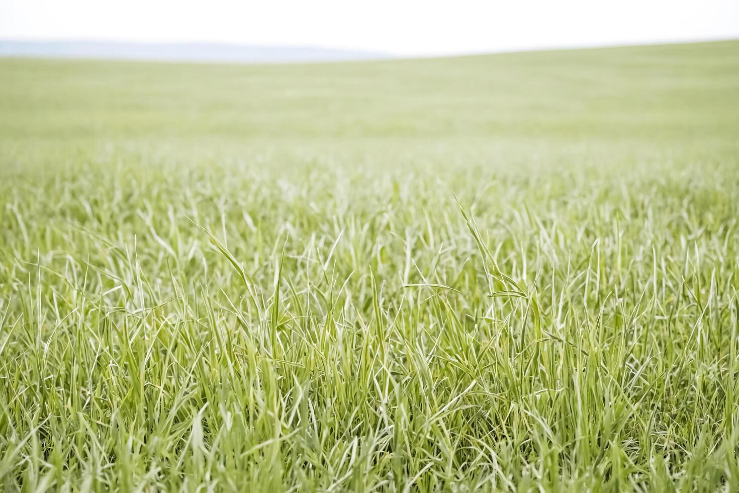 Green Grass Field Close Up 48156416 Stock Photo at Vecteezy