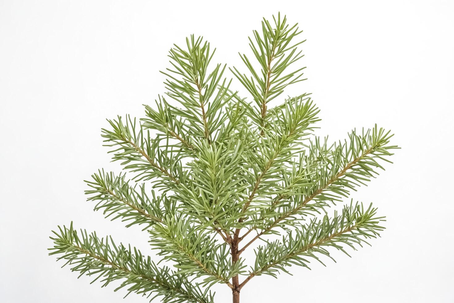 Pine Tree Branch Texture