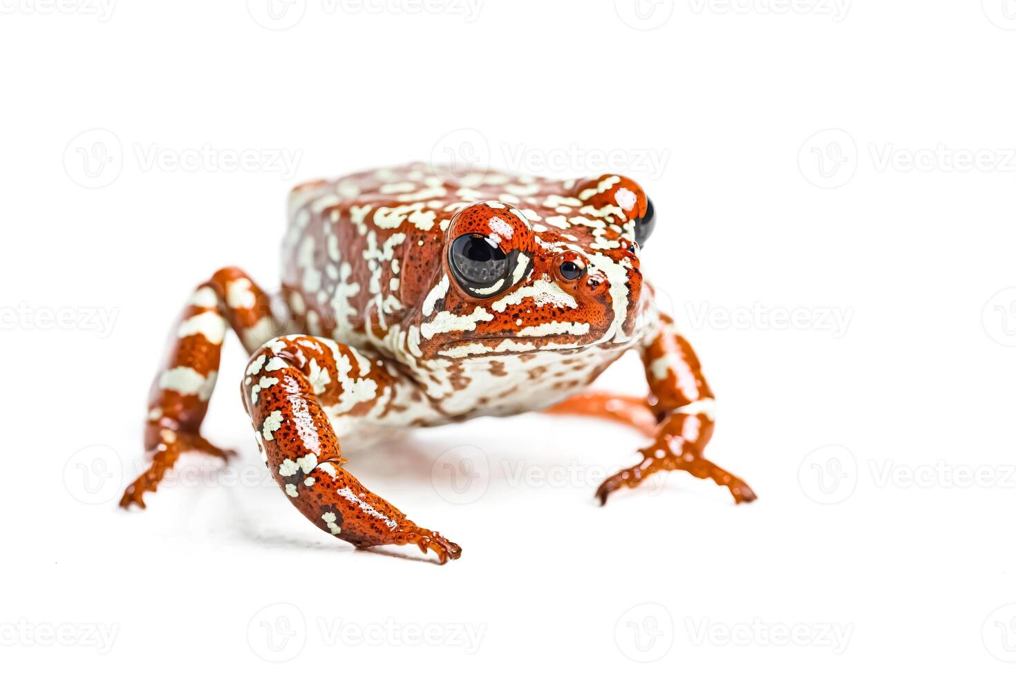 Harlequin Frog Close-Up 48163423 Stock Photo at Vecteezy Harlequin Frog Close-Up 48163423 Stock Photo at Vecteezy
