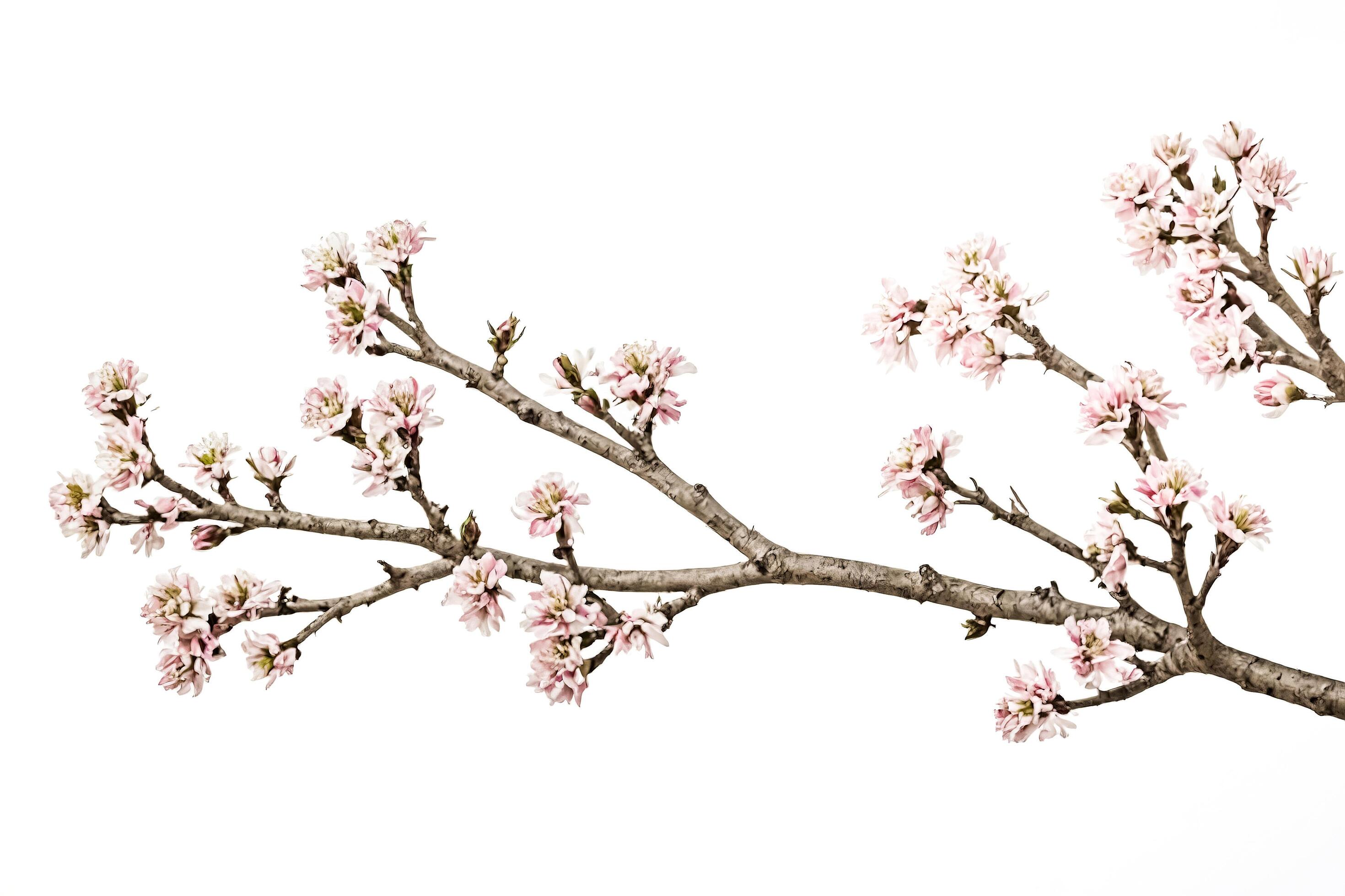 Blooming Spring Branch 48172026 Stock Photo at Vecteezy