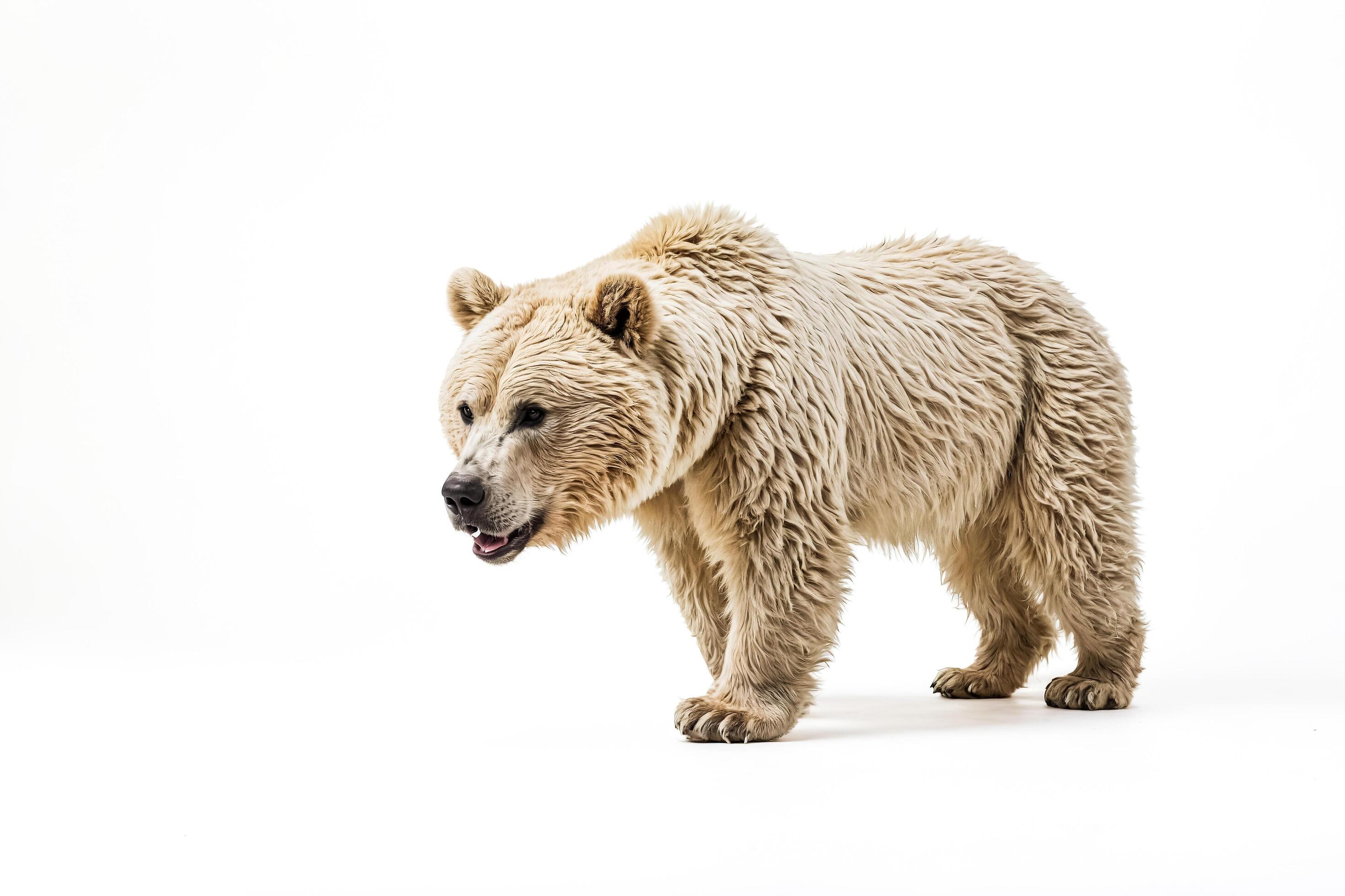 Close-up of a brown bear standing on a white background 48175253 Stock Photo at Vecteezy