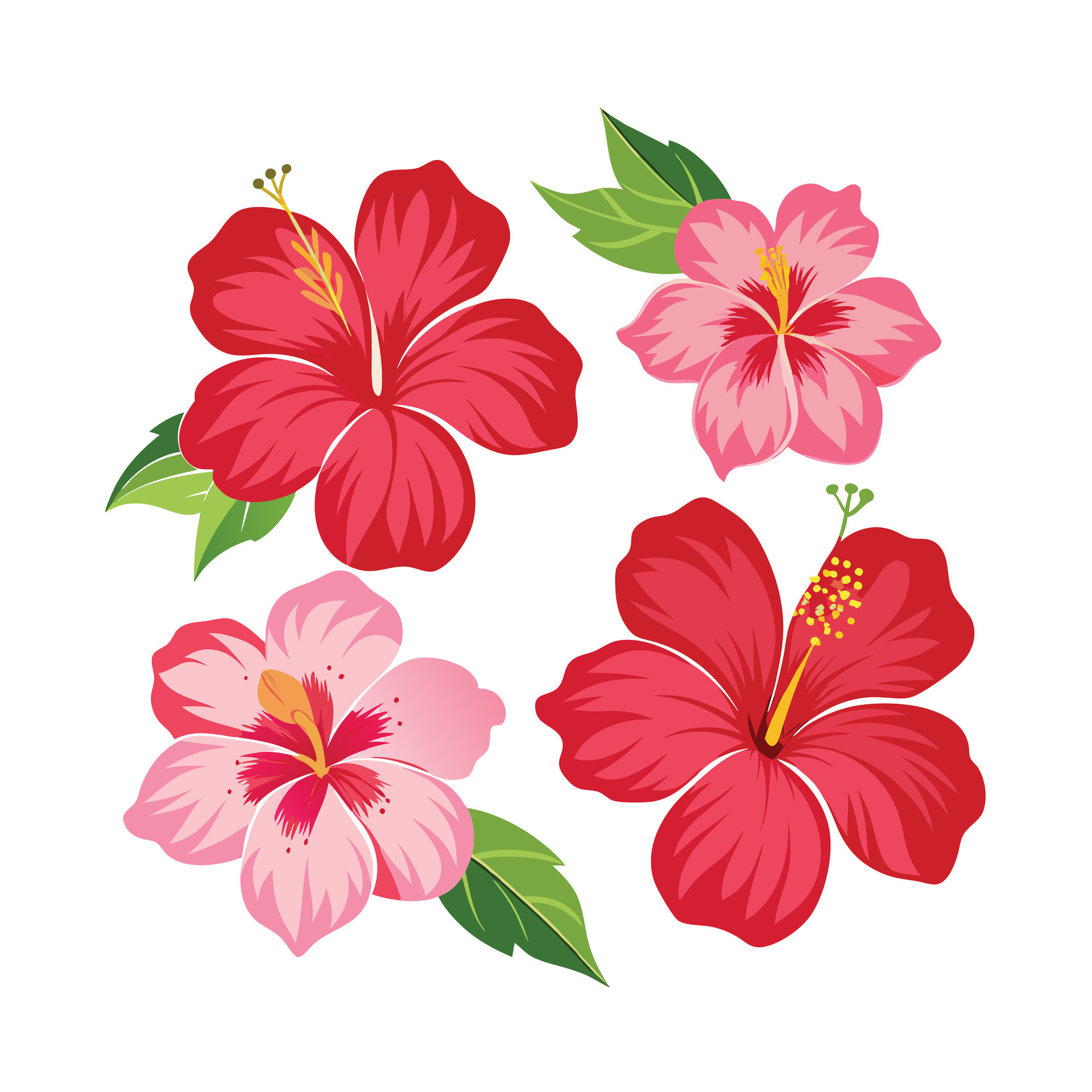 Beautiful Flower Minimalist Floral Illustration 48197568 Vector Art At Vecteezy