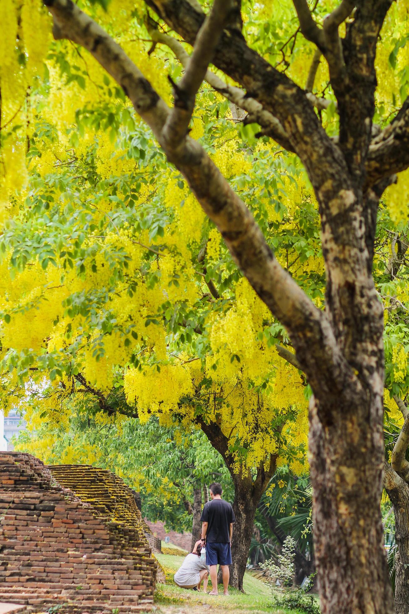 Female tourists are walking to see the beautiful yellow blooming Golden Shower Tree beside the ...