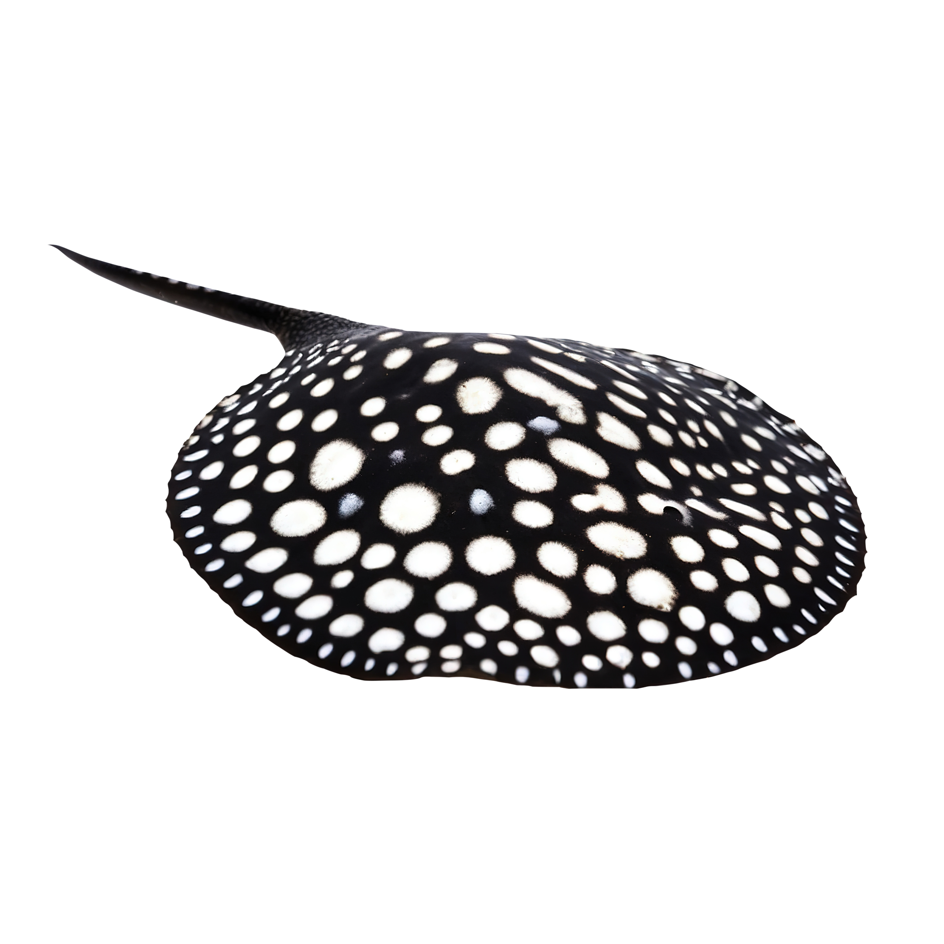The Black Diamond stingray on Transparent background 48235534 PNG The Black Diamond stingray on Transparent background 48235534 PNG
