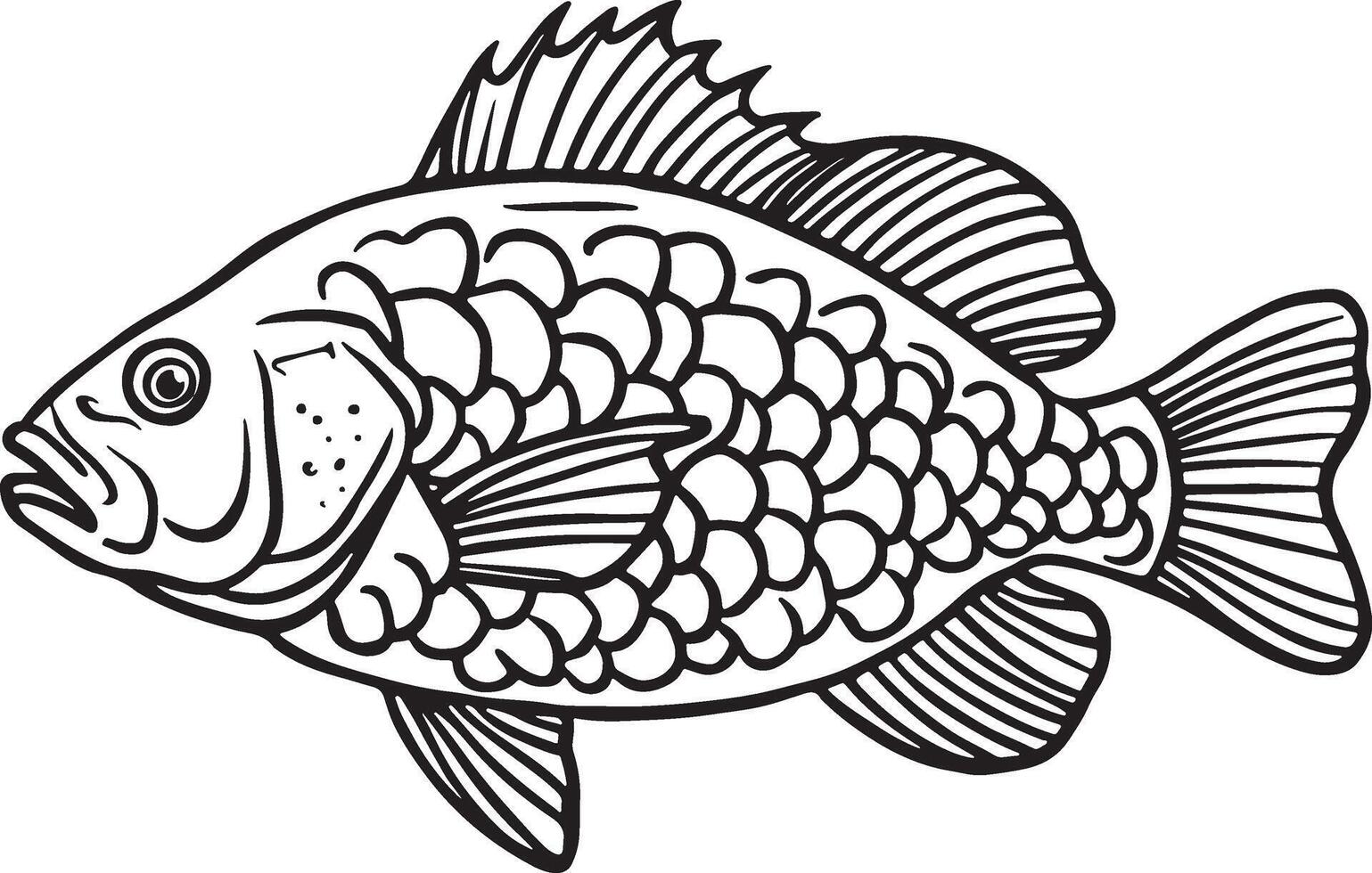 Illustrator Artwork of Tilapia fish 48268408 Vector Art at Vecteezy Illustrator Artwork of Tilapia fish 48268408 Vector Art at Vecteezy