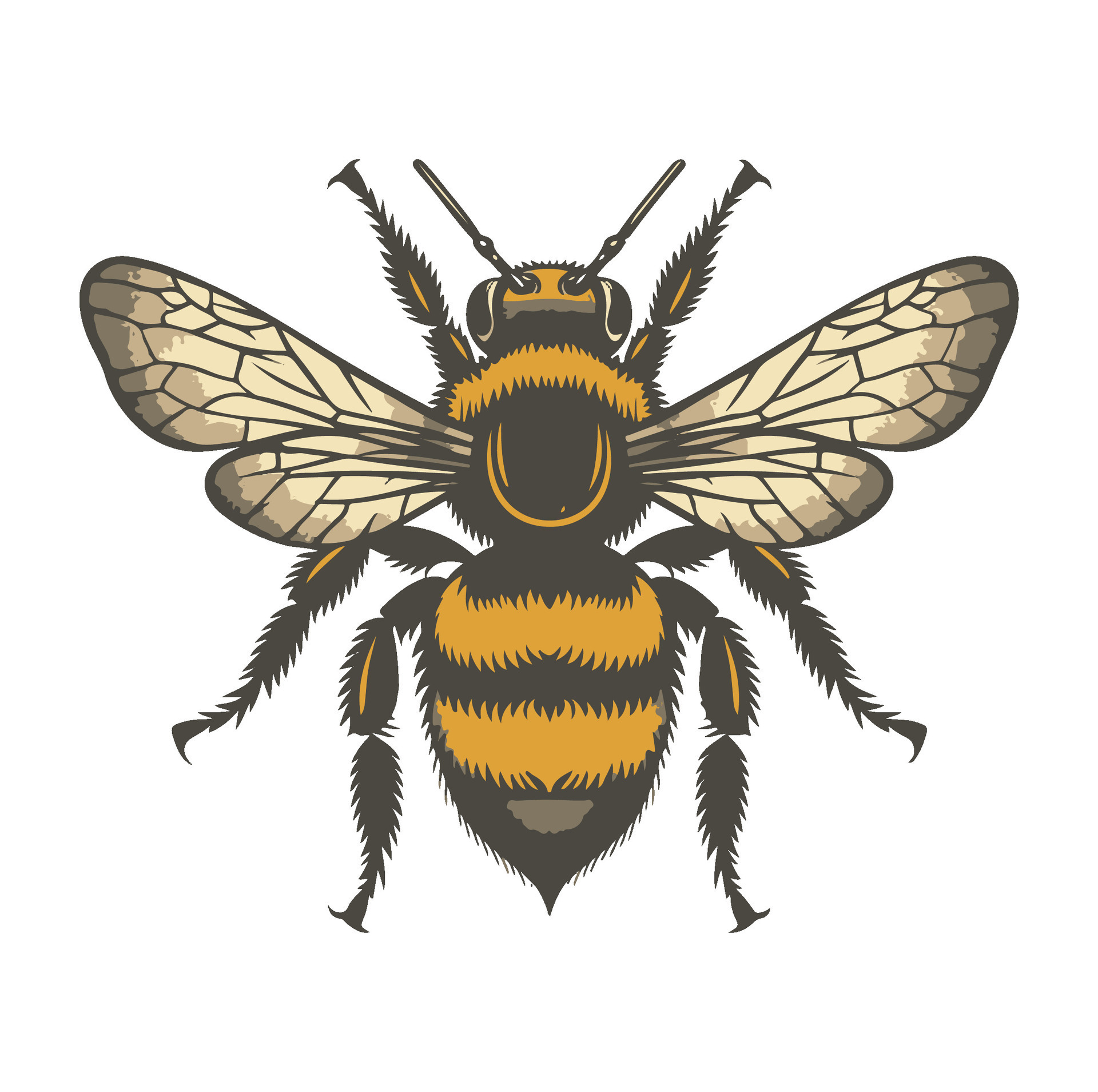 top view bee illustration isolated on white , 48323832 Vector Art at ...