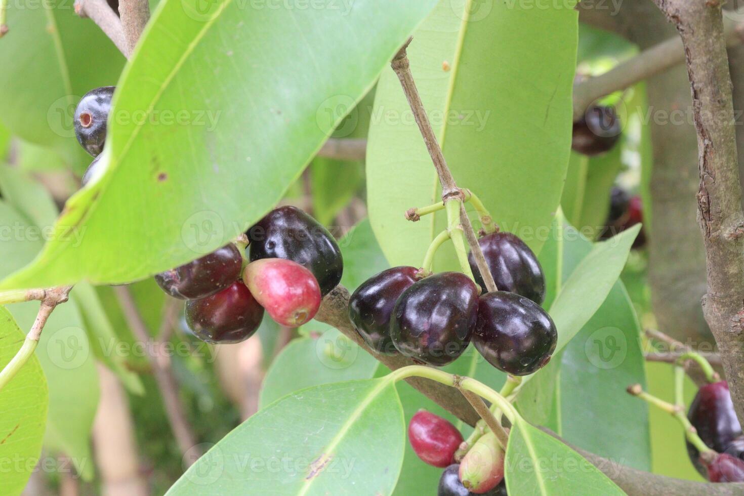 Java plum on tree in farm 48329762 Stock Photo at Vecteezy