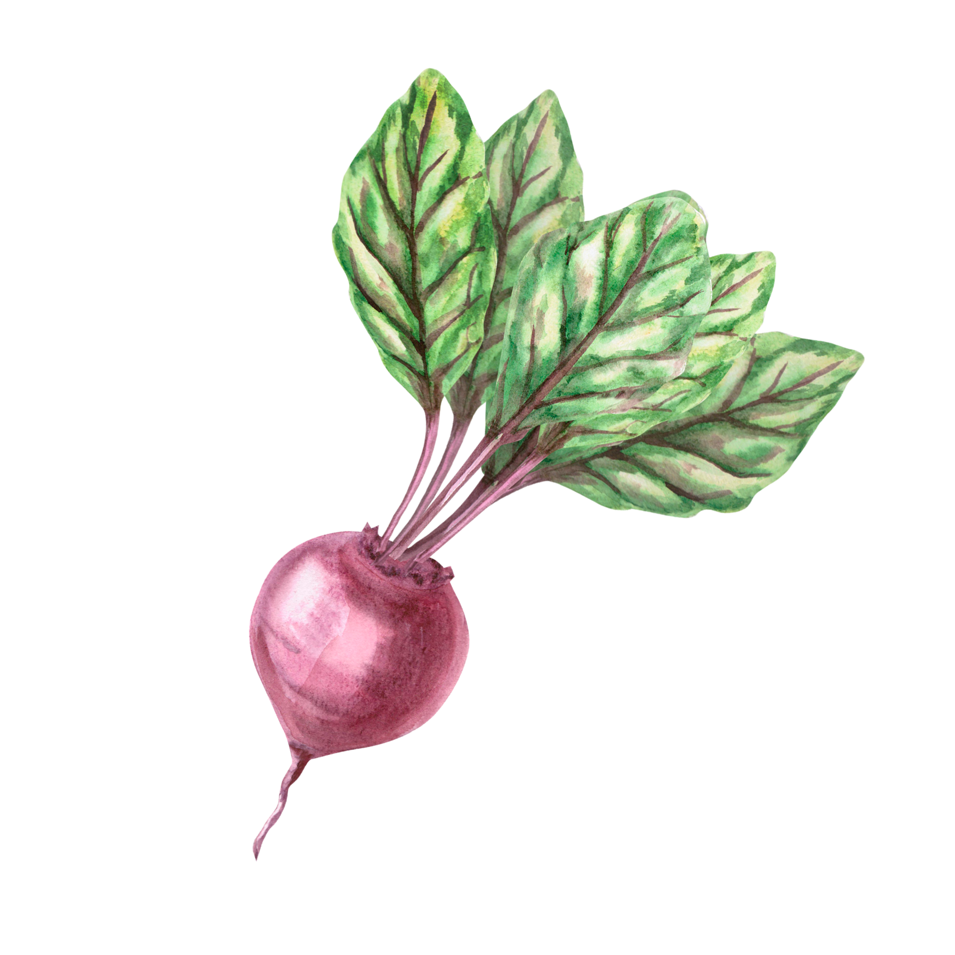 Ilustración De Remolacha Con Hojas En Acuarela Dibujado A Mano Ilustración En Un Cosecha Tema