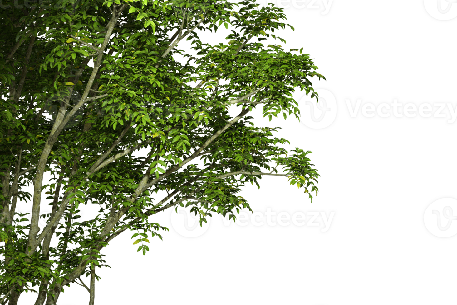 Isolate greenery tree leaves branches realistic on transparent ... Isolate greenery tree leaves branches realistic on transparent ...