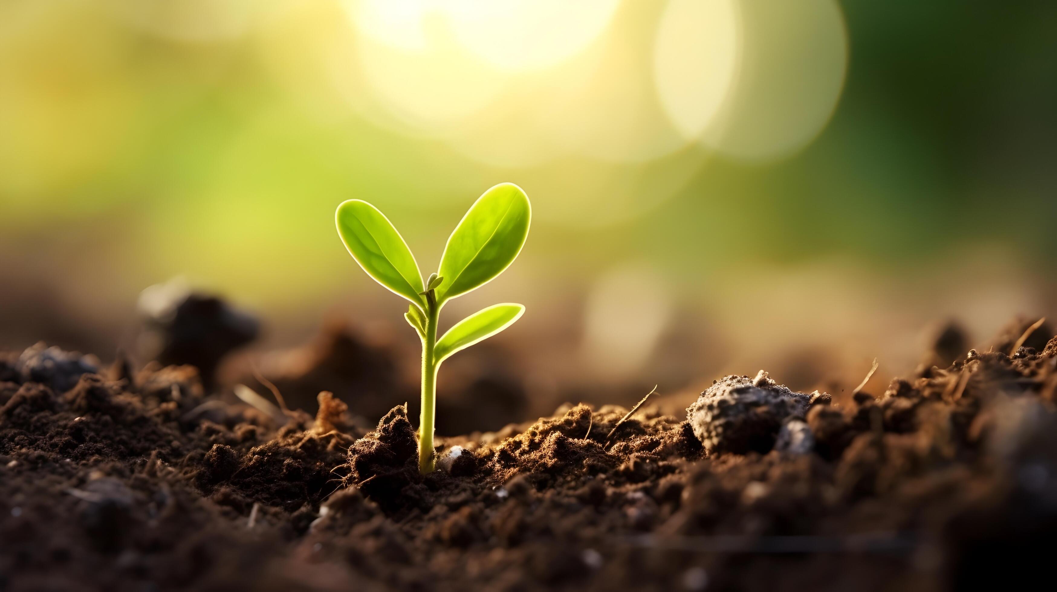 Tiny Seedling Sprouting from Nutrient Rich Soil Representing Growth and New Beginnings 48510872 ...
