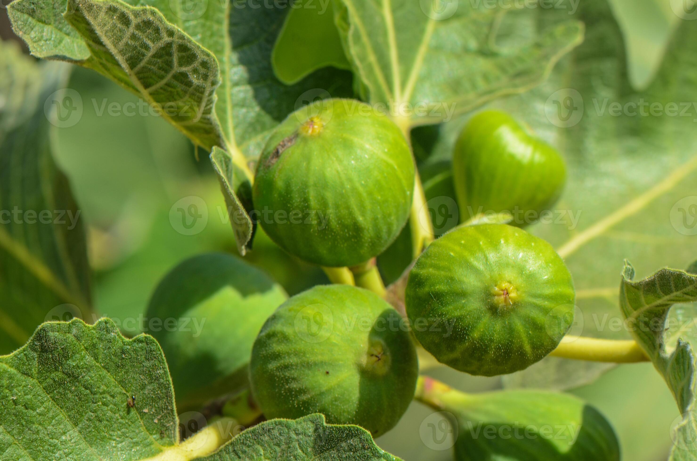 unripe green fig fruit on branch stock photo 48580005 Stock Photo at Vecteezy