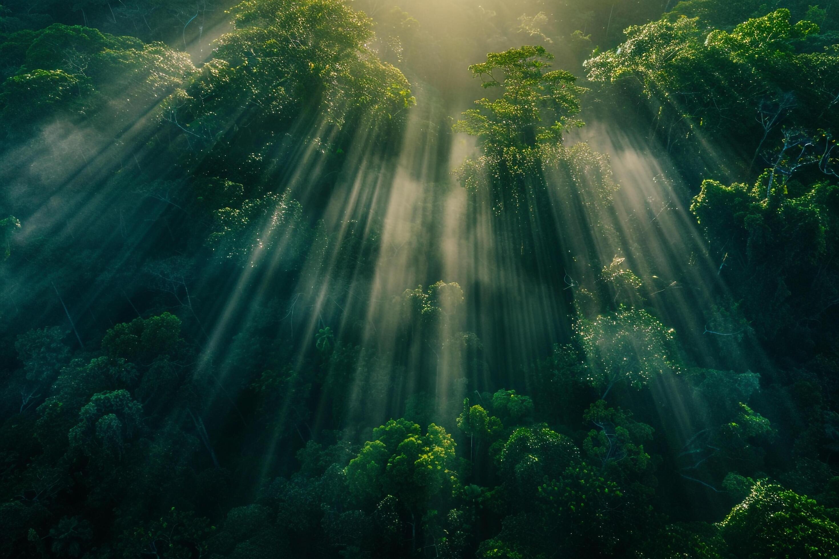 Shafts of sunlight piercing through dense canopy in tropical rainforest nature background ...