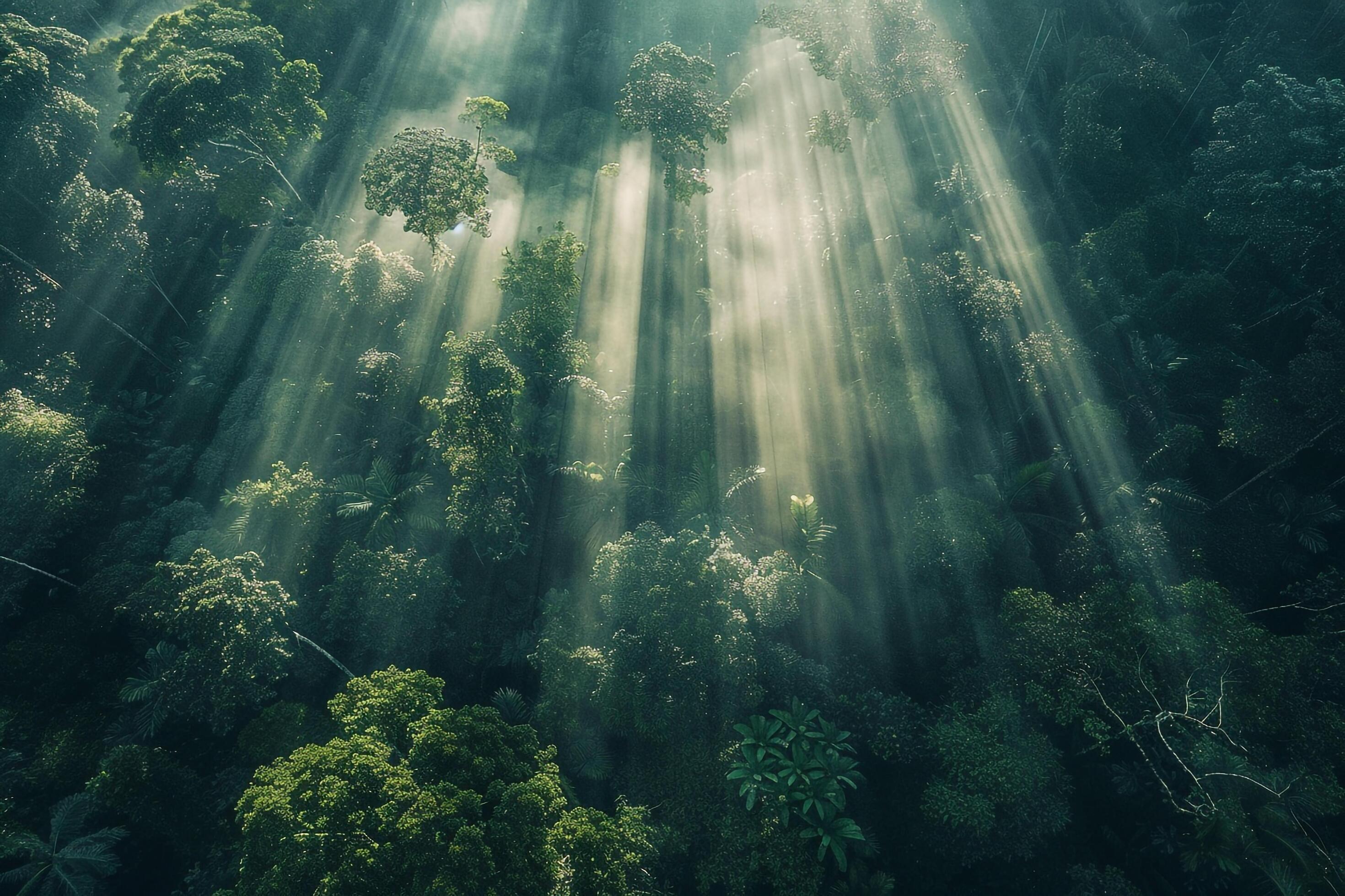 Enigmatic Shafts of Sunlight Piercing Through Dense Canopy in Tropical Rainforest nature ...