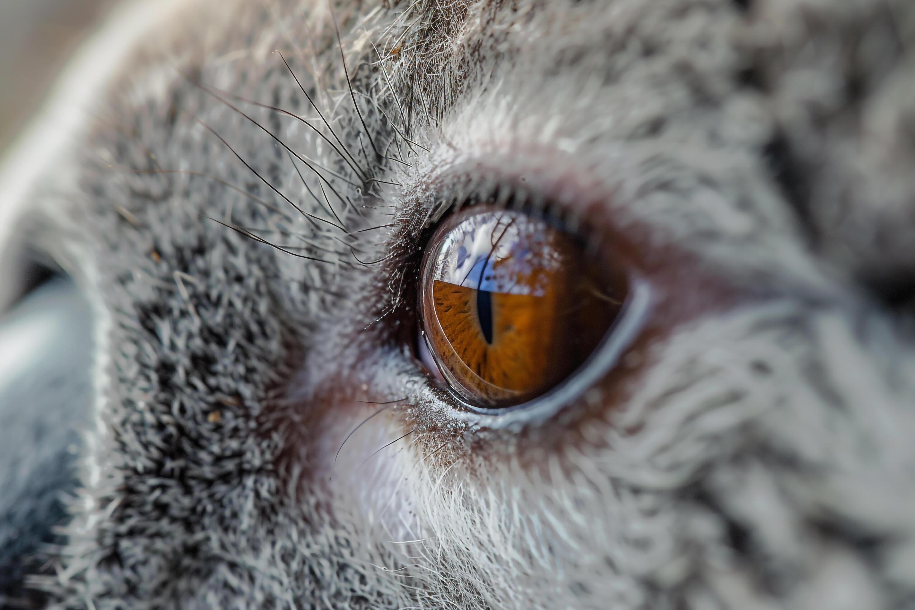of Koalas Eye with Fur and Gentle Contemplative Gaze nature background 48616924 Stock Photo at ...