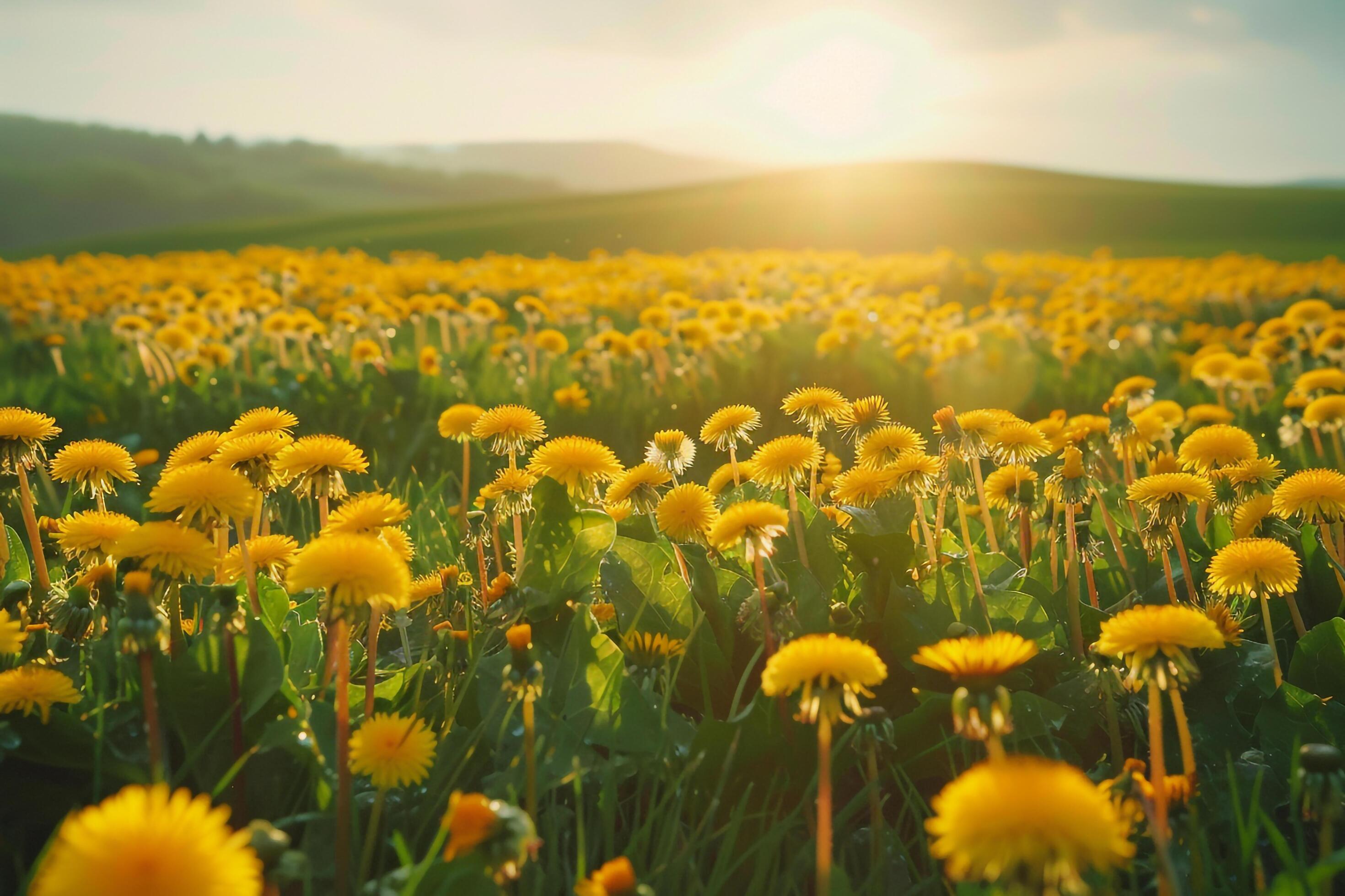 Fields of yellow dandelions under bright spring sun nature background ...