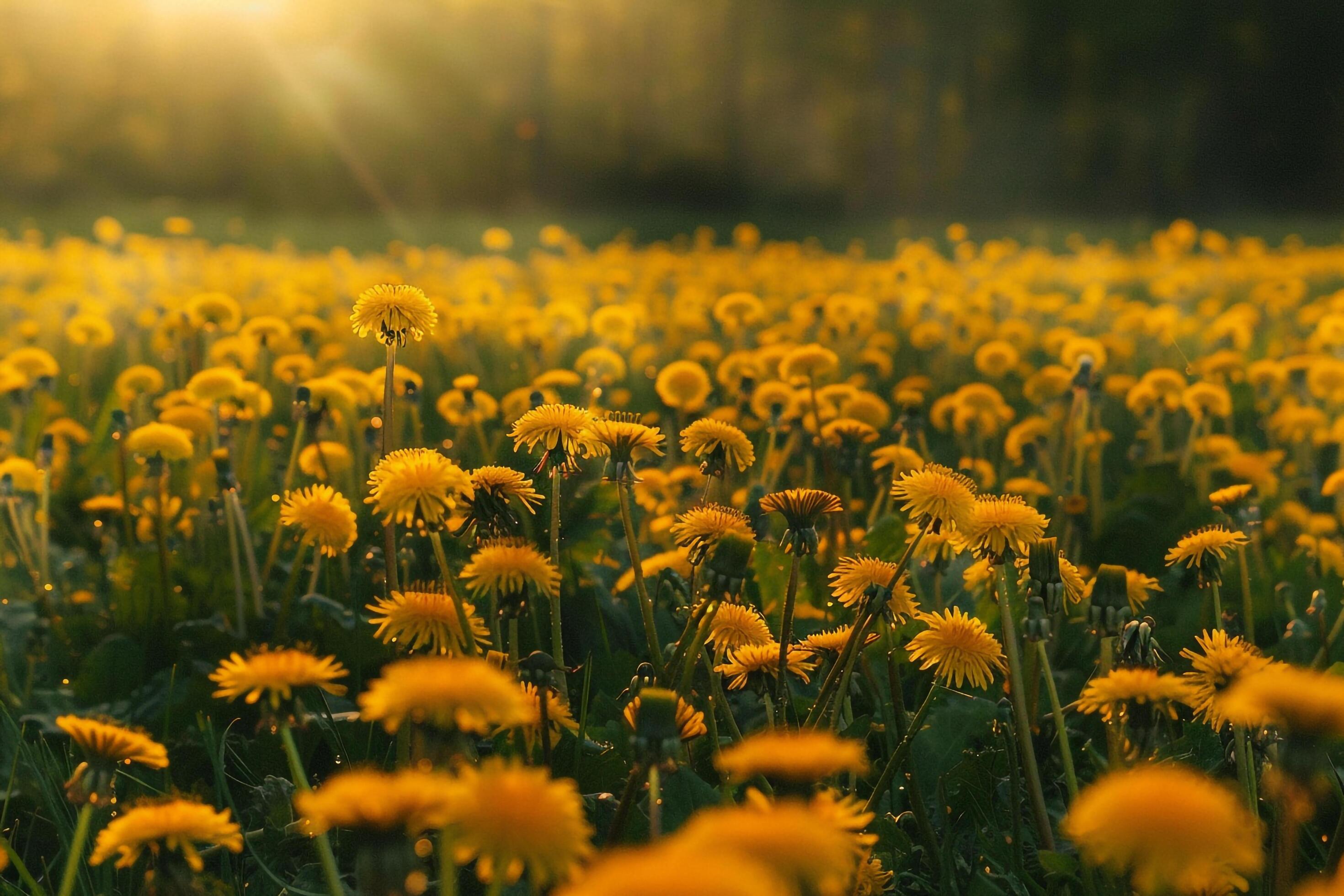 Fields of yellow dandelions under a bright spring sun nature background ...