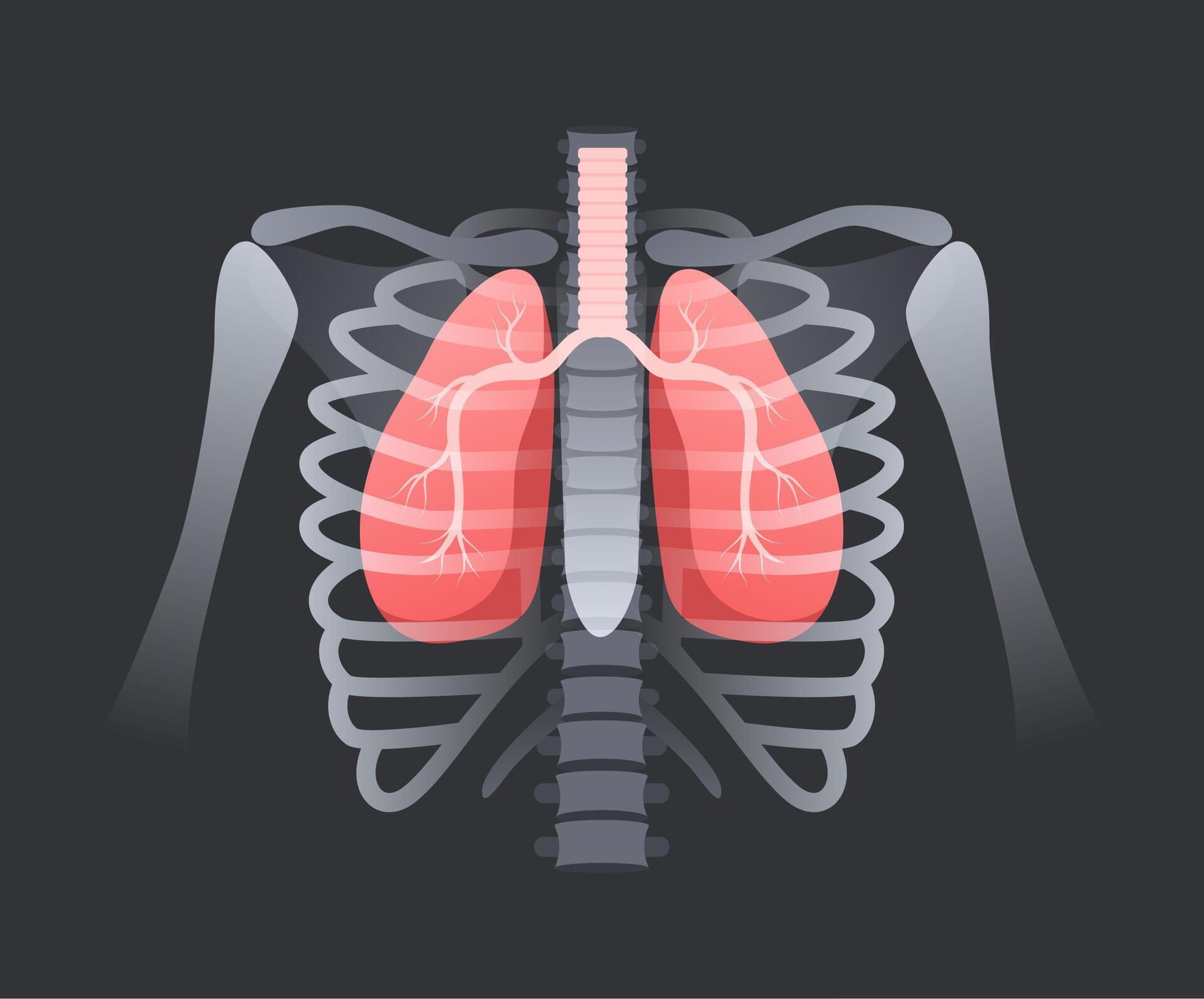 Lung in human rib cage. Respiratory system anatomy, lungs with trachea inside bony structure ...