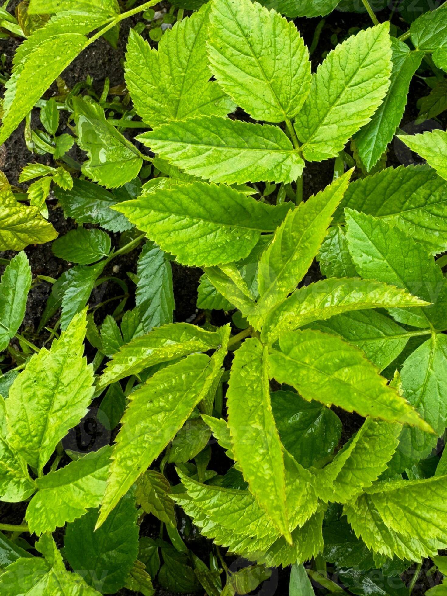 Fresh Green Plant Close Up. Natural Beauty in Nature. High quality photo 48692490 Stock Photo at ...