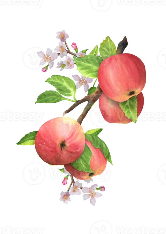 Apple tree branch with apples and blossoms. Garden clipart. Simple ...