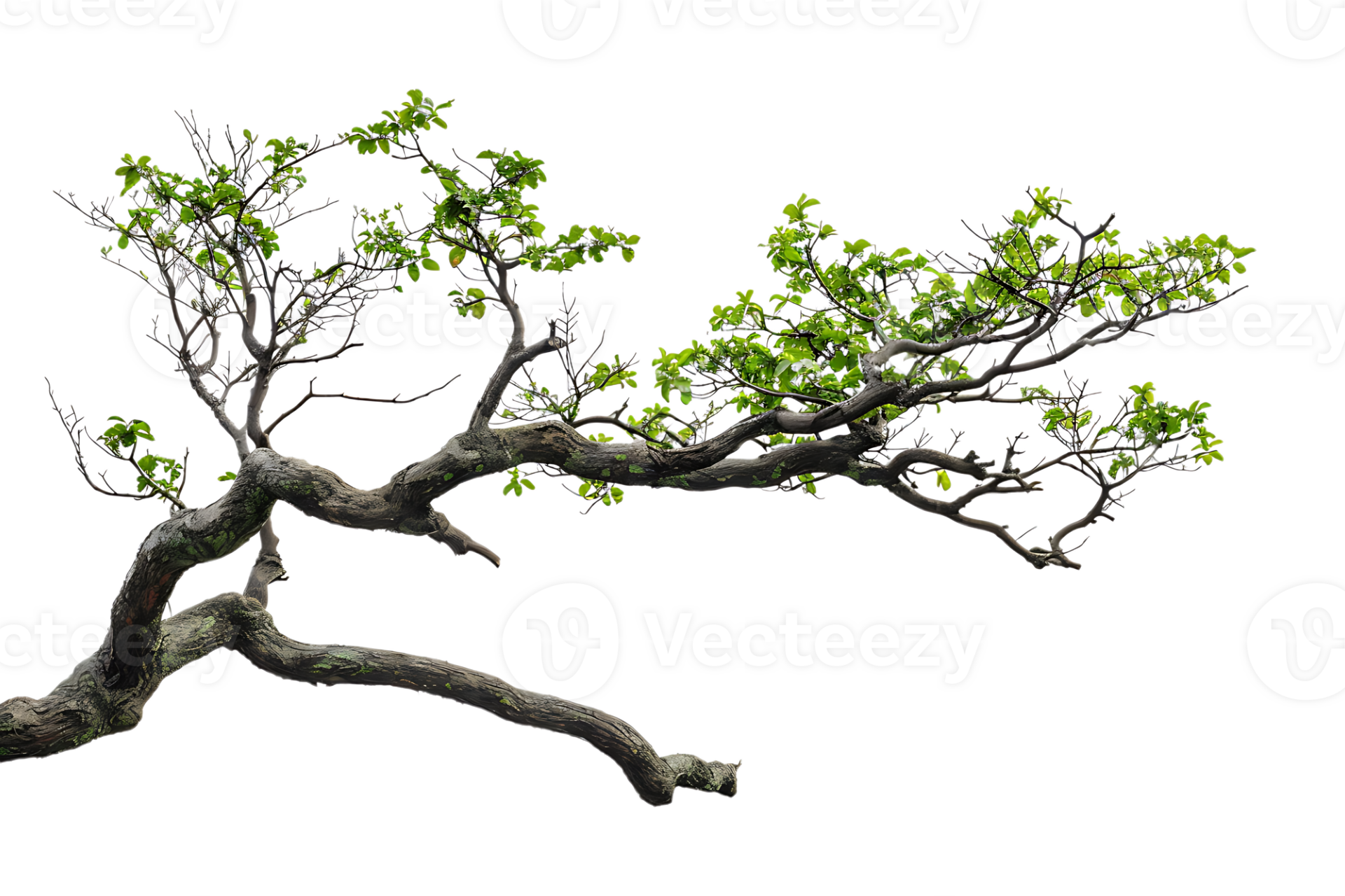 tree branch on a transparent background 48744275 PNG