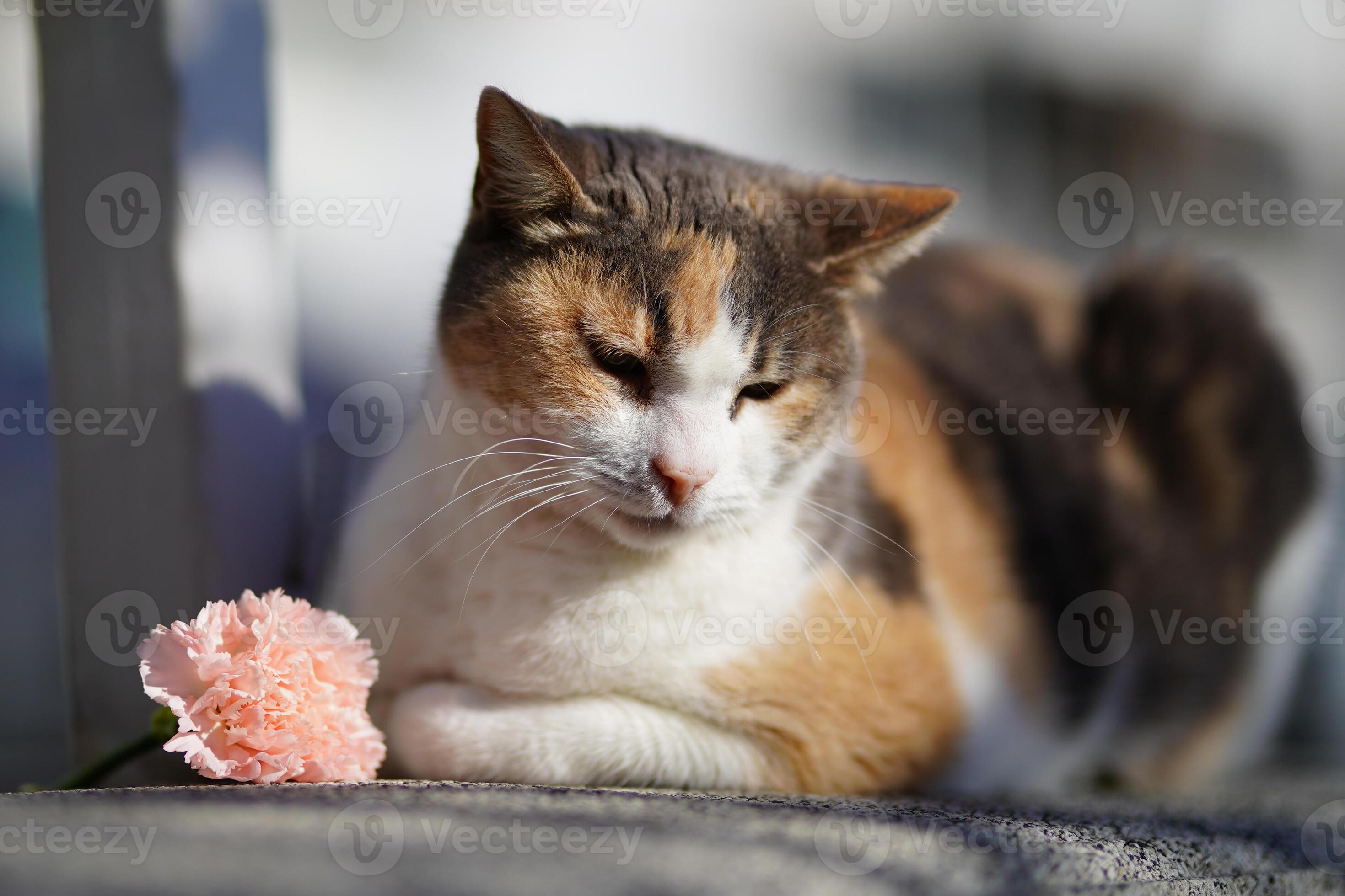 A Cat lying on street with clove 48744858 Stock Photo at Vecteezy