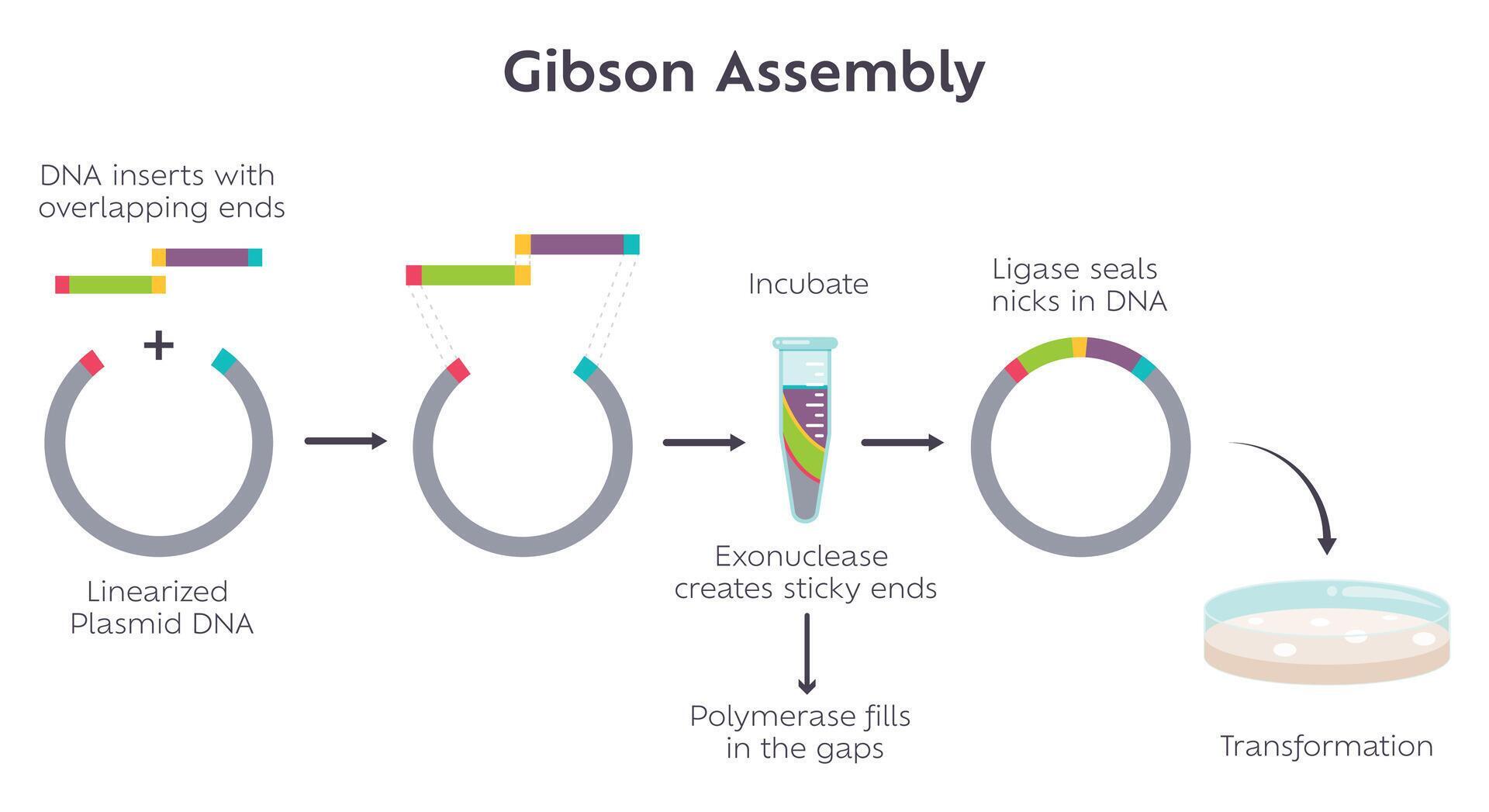 Gibson Assembly molecular cloning method diagram 48792423 Vector Art at Vecteezy