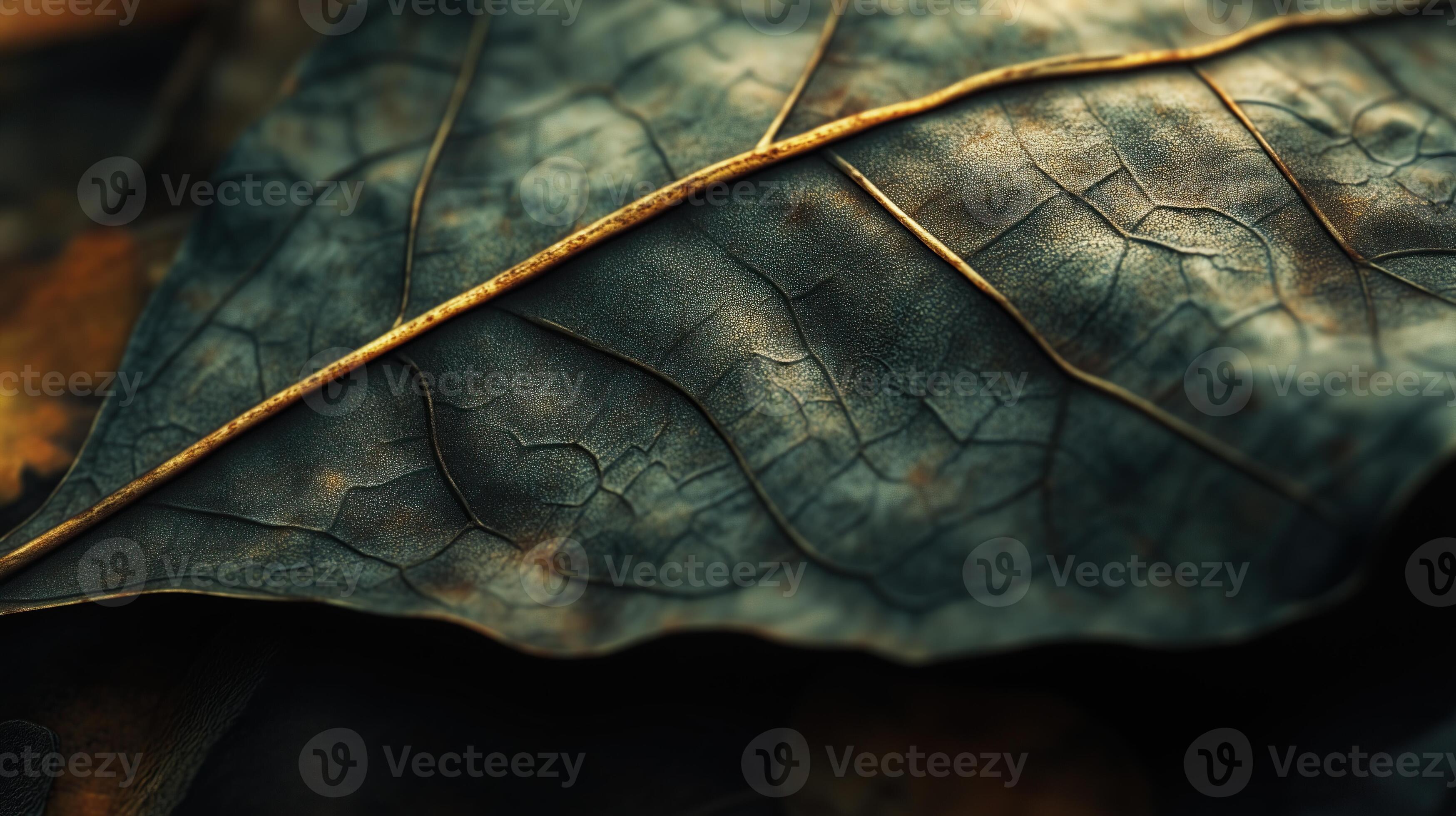 Leaf close up 48837607 Stock Photo at Vecteezy