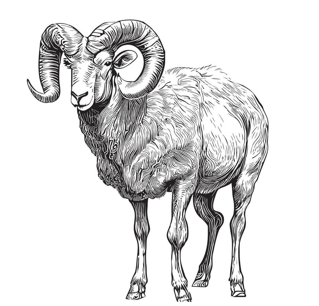 Mountain ram sheep hand drawn sketch illustration 48855509 Vector Art ... Mountain ram sheep hand drawn sketch illustration 48855509 Vector Art ...