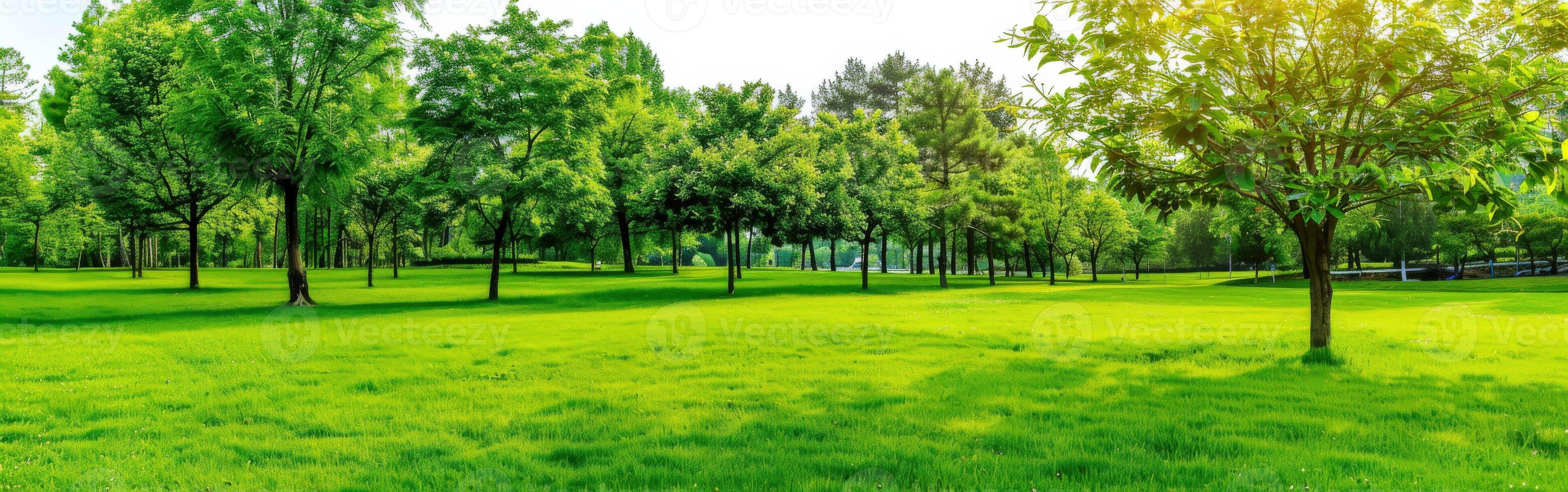 Morning Sunlight Illuminates Green Meadow With Lush Trees 48871276 ... Morning Sunlight Illuminates Green Meadow With Lush Trees 48871276 ...