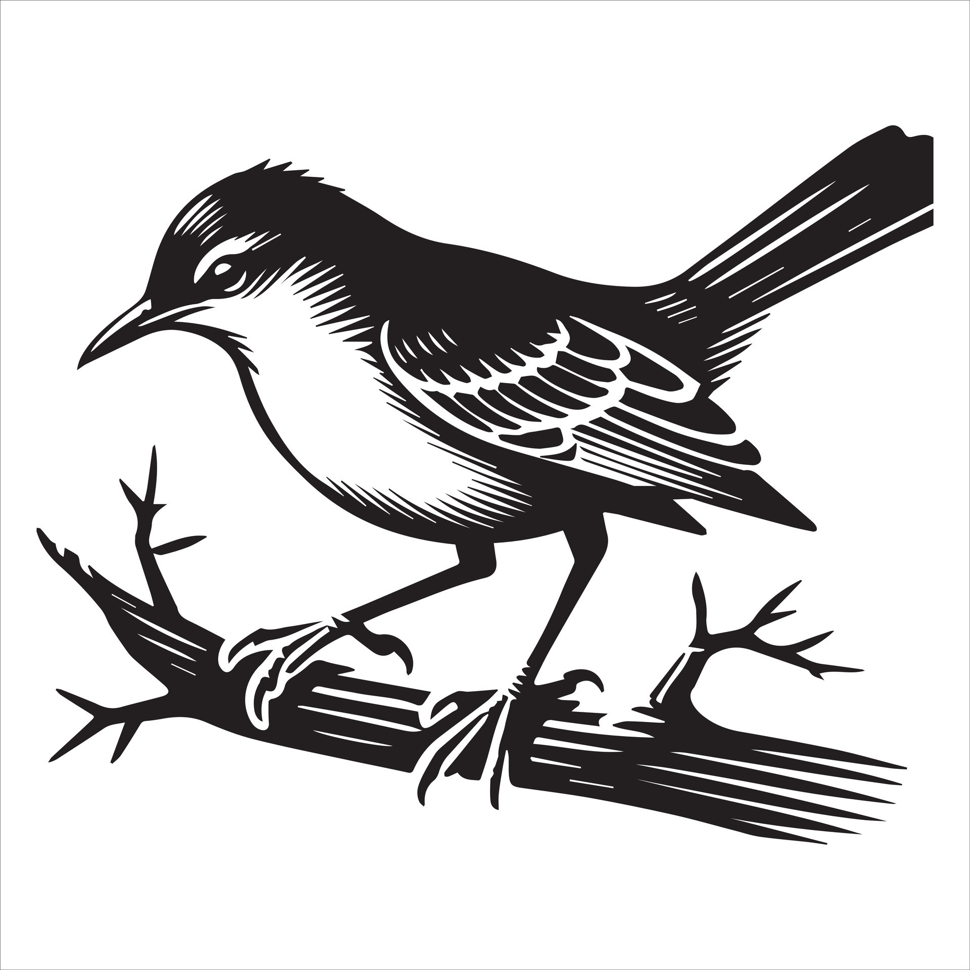 Northern mockingbird Clipart, Northern mockingbird silhouette ... Northern mockingbird Clipart, Northern mockingbird silhouette ...