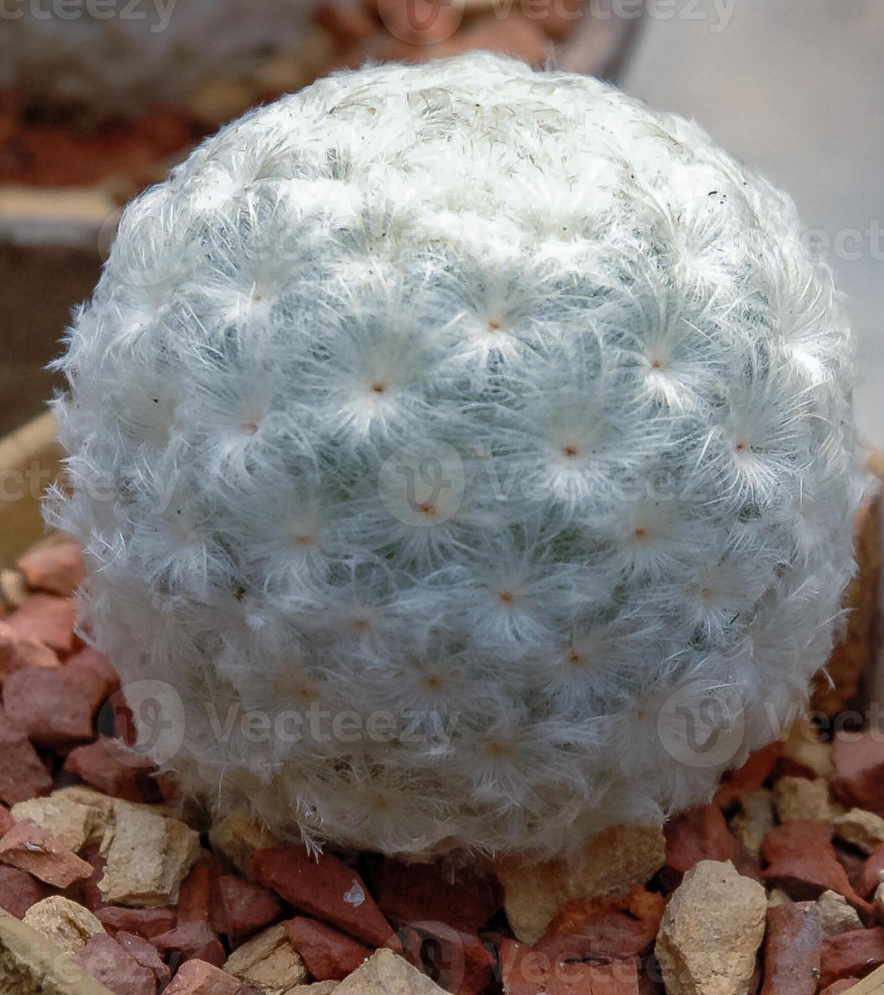 Mammillaria plumosa - white fluffy cactus in the collection of a botanical garden 48883837 Stock ...