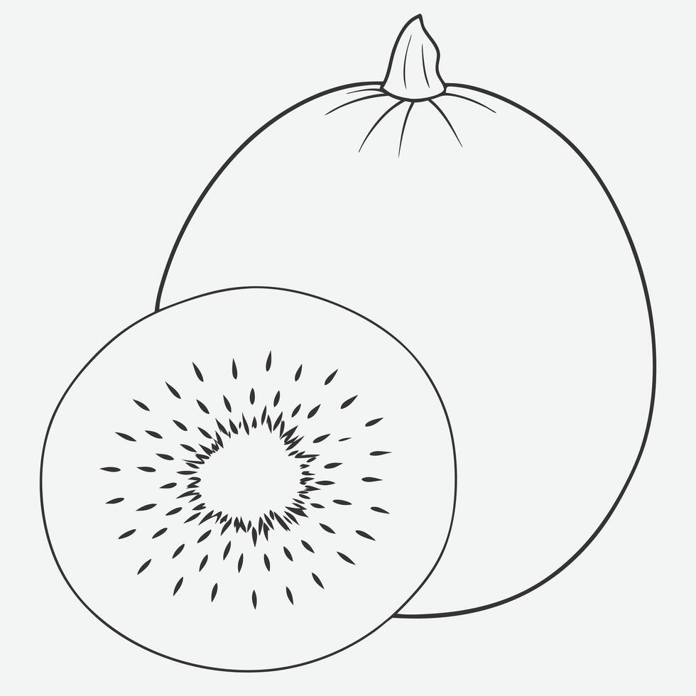 Elegant Kiwi Line Art for Modern Design 48913567 Vector Art at Vecteezy