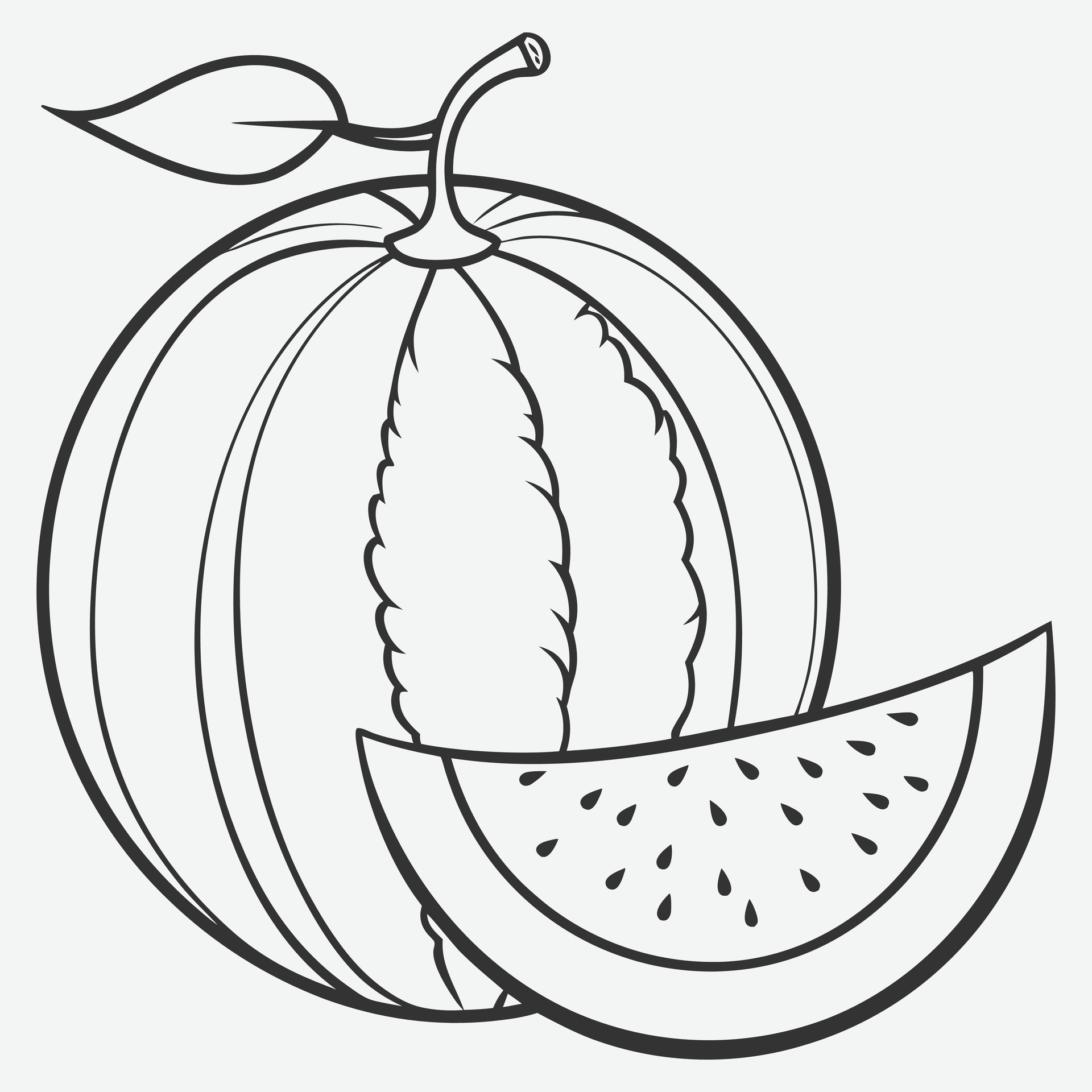 Elegant Honeydew Melon Line Art 48913574 Vector Art At Vecteezy