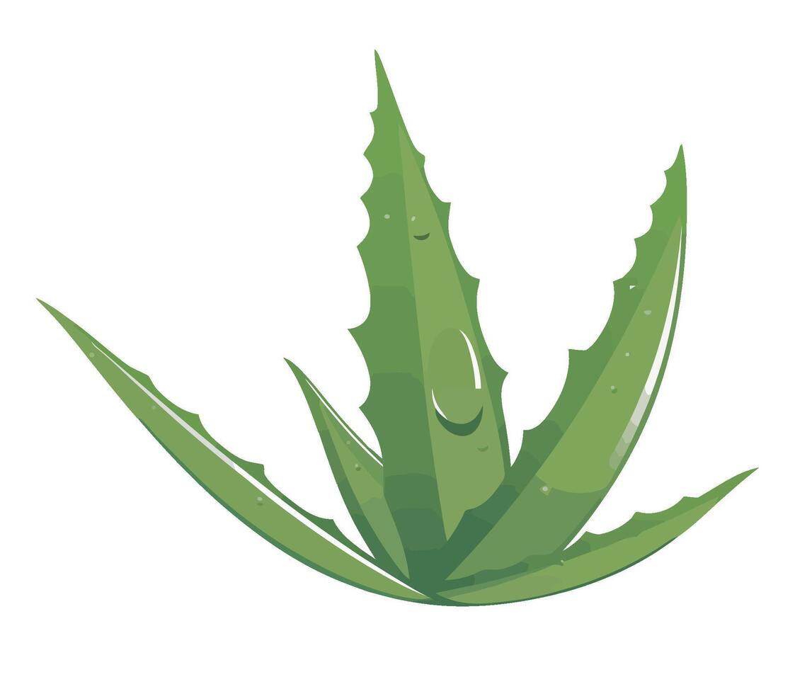 Aloe vera plant illustration 48916280 Vector Art at Vecteezy Aloe vera plant illustration 48916280 Vector Art at Vecteezy