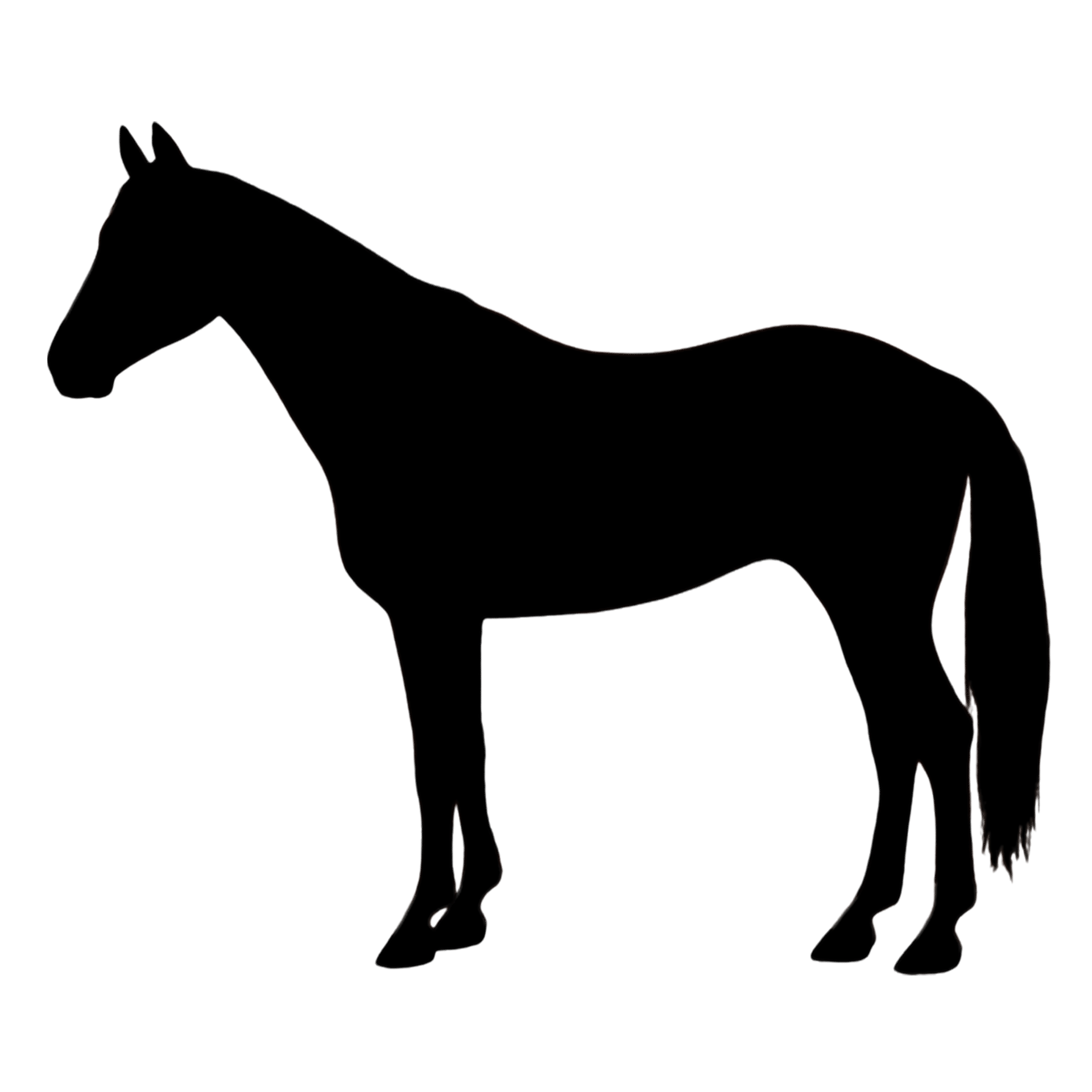 Horse Drawing - Horse Illustration - Horse Outline 48937470 PNG Horse Drawing - Horse Illustration - Horse Outline 48937470 PNG