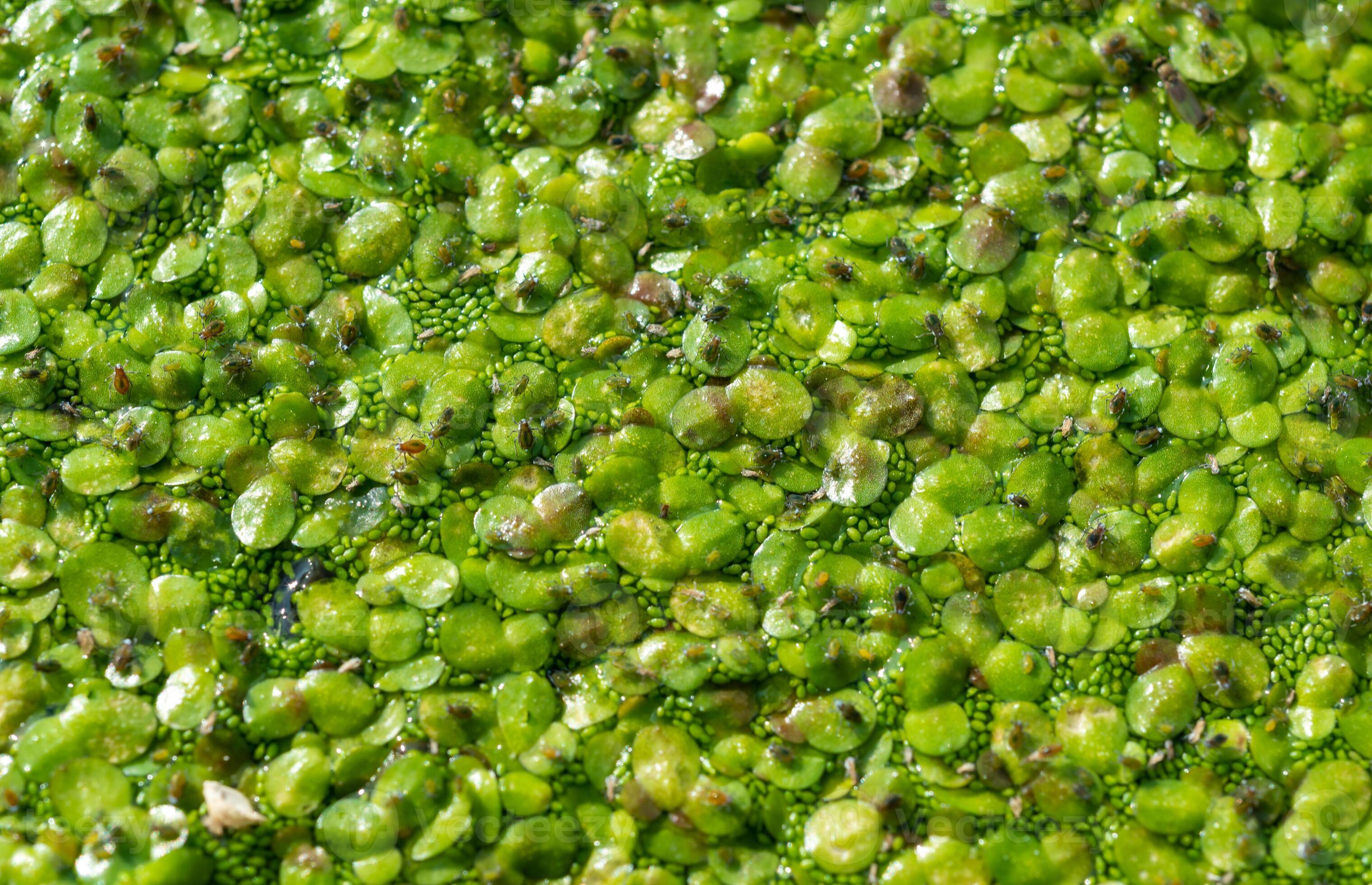 Many Small Aphids On Duckweed In A Lake Overgrown With Aquatic Plants Piscia And Wolfia 48996595