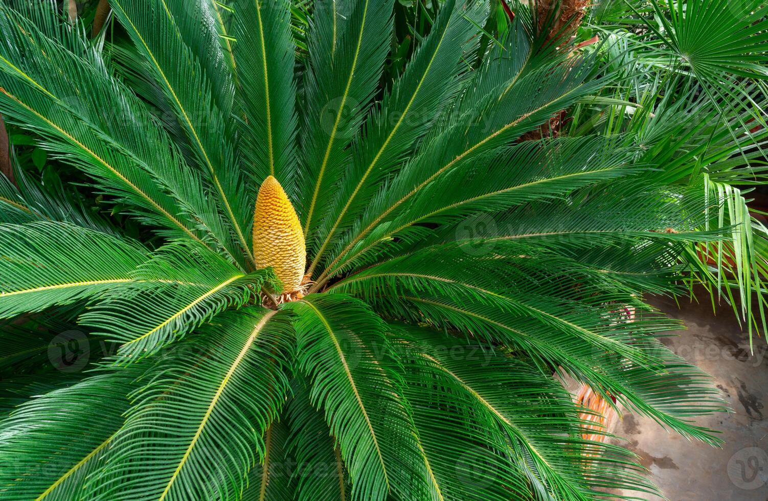 Cycad Stock Photos, Images and Backgrounds for Free Download