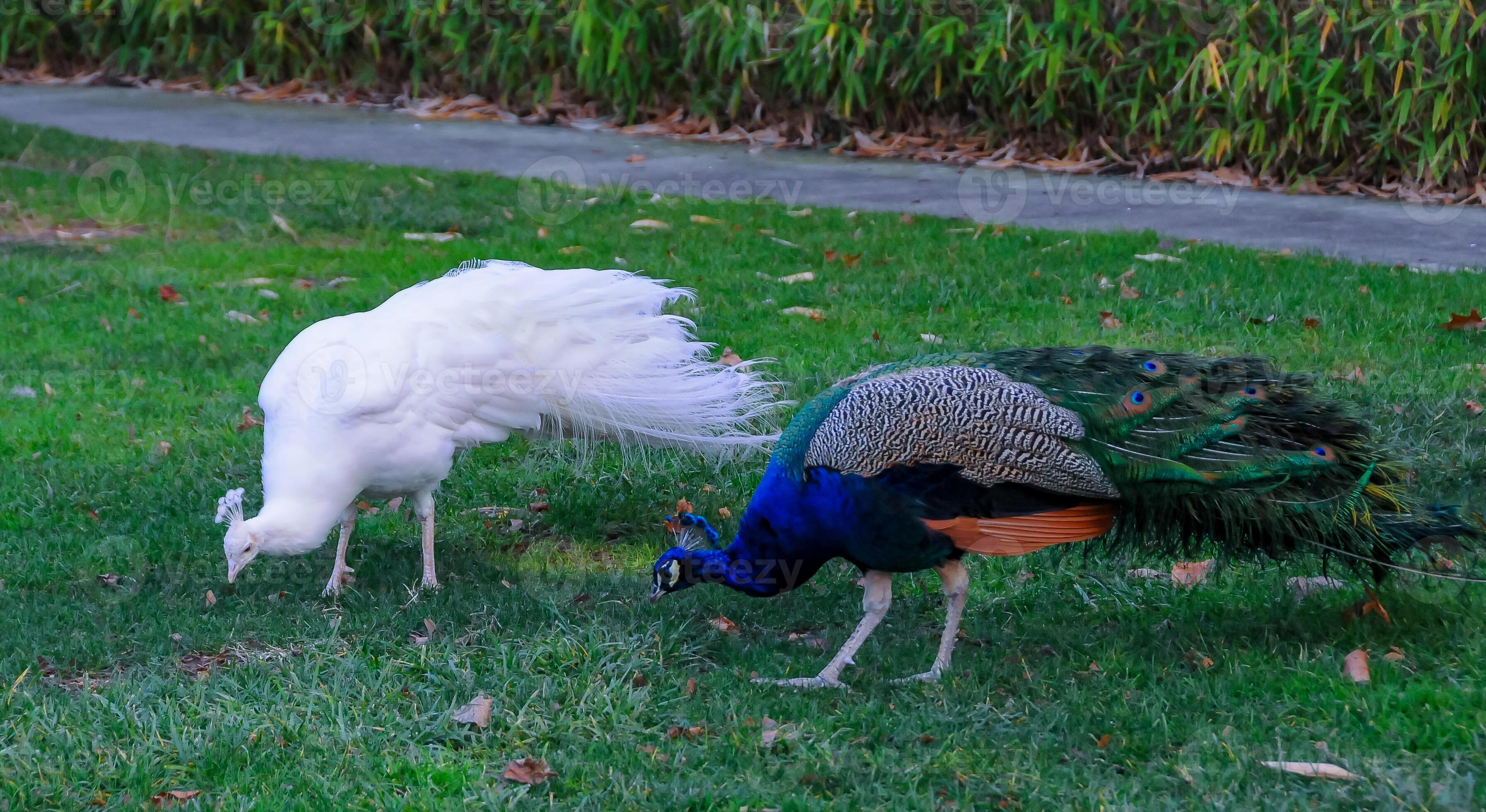 A Tame Albino Peacock And A Normal Peacock Stroll Through The Grass In A Park 48999255 Stock