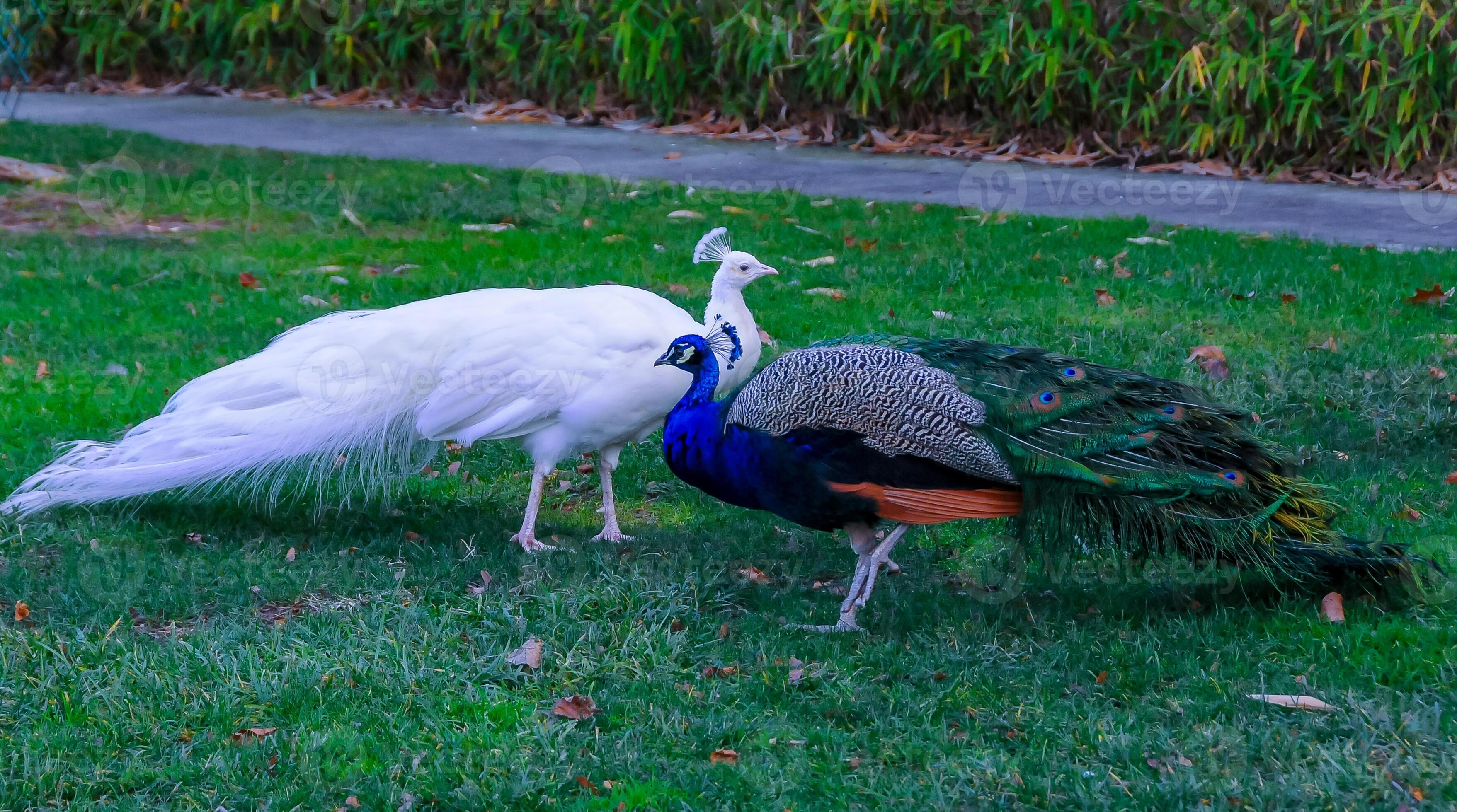 A Tame Albino Peacock And A Normal Peacock Stroll Through The Grass In A Park 48999258 Stock